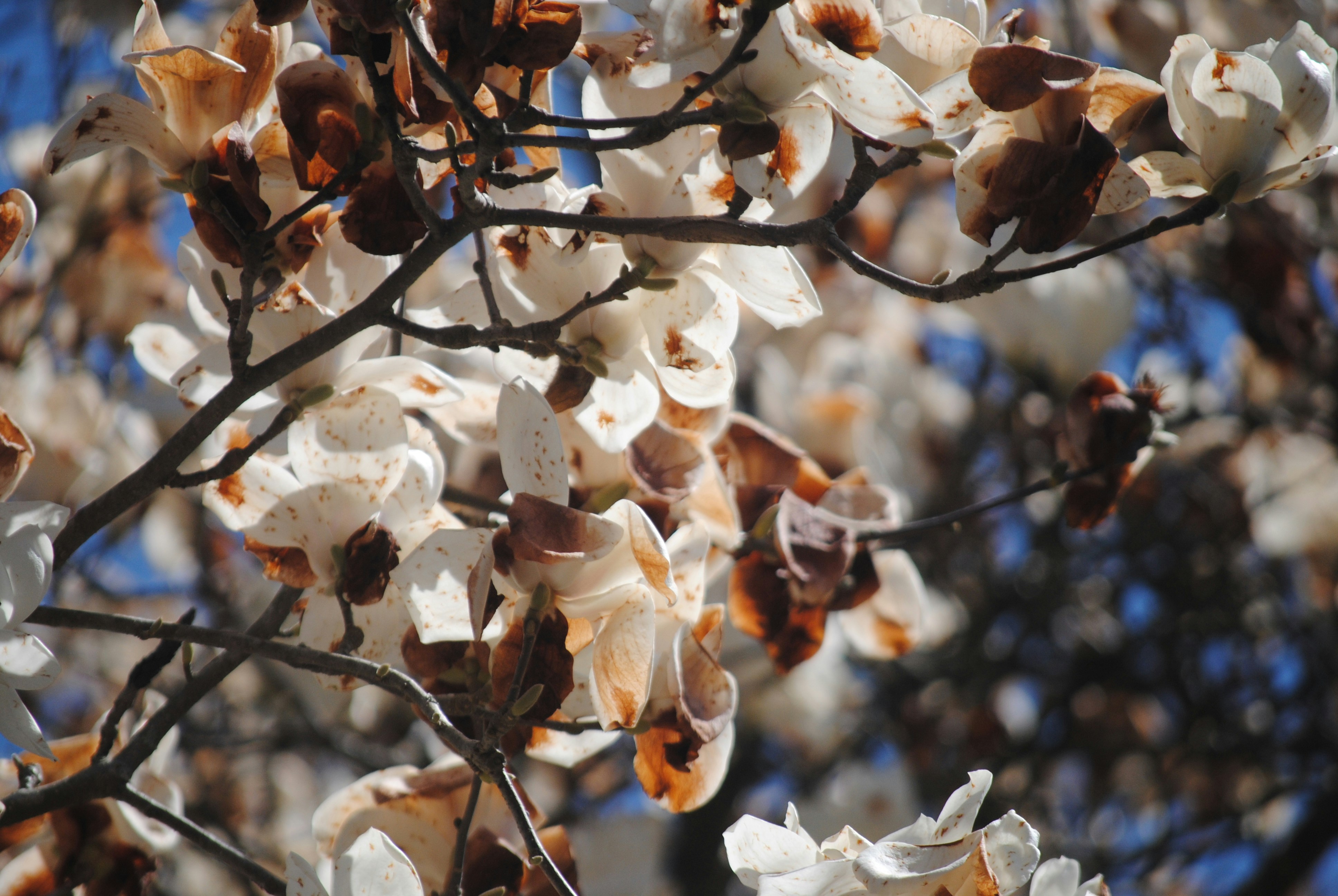 Blooming Branches in Soft Sunlight