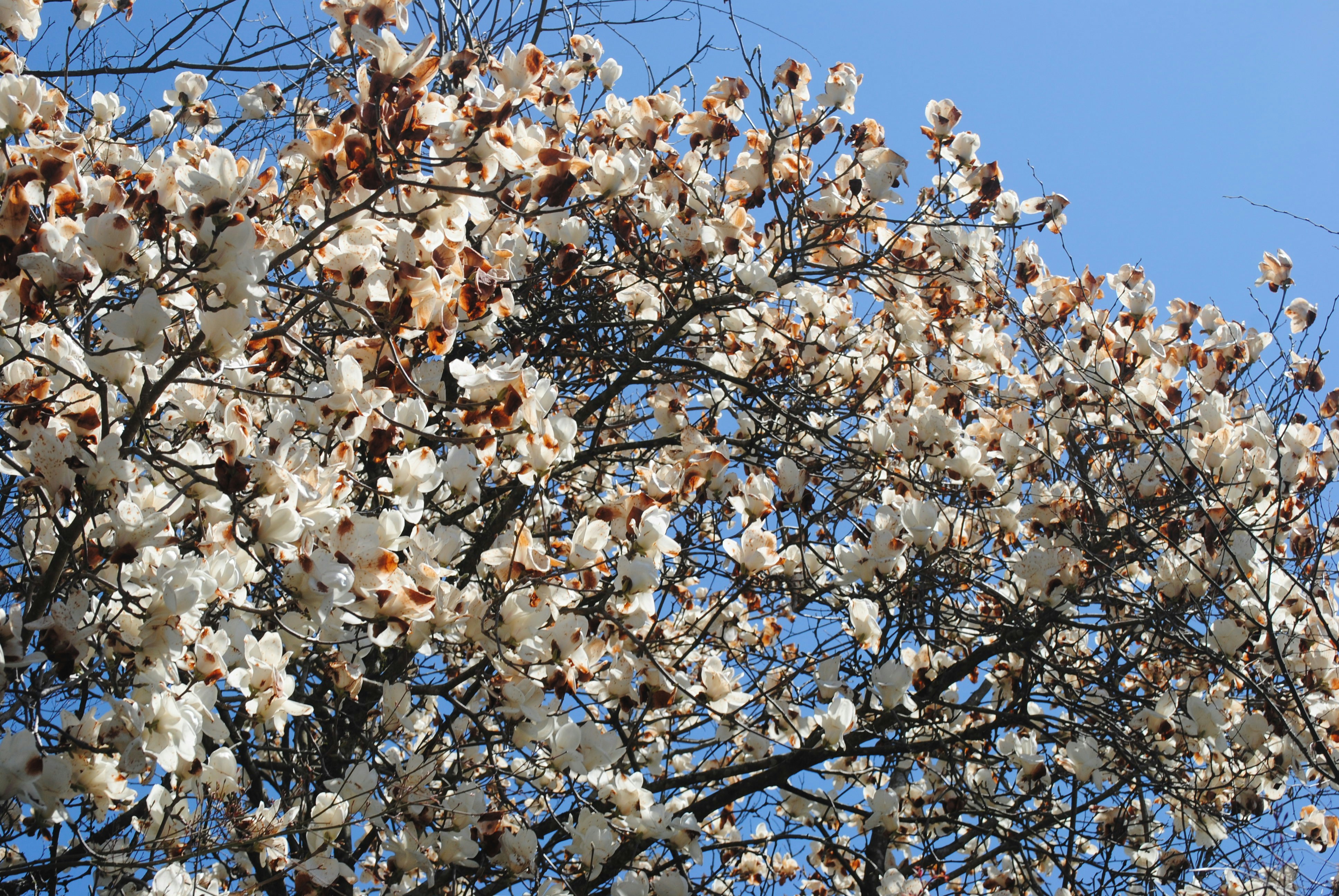 Blossoms Against a Bright Sky: A Springbranch Panorama