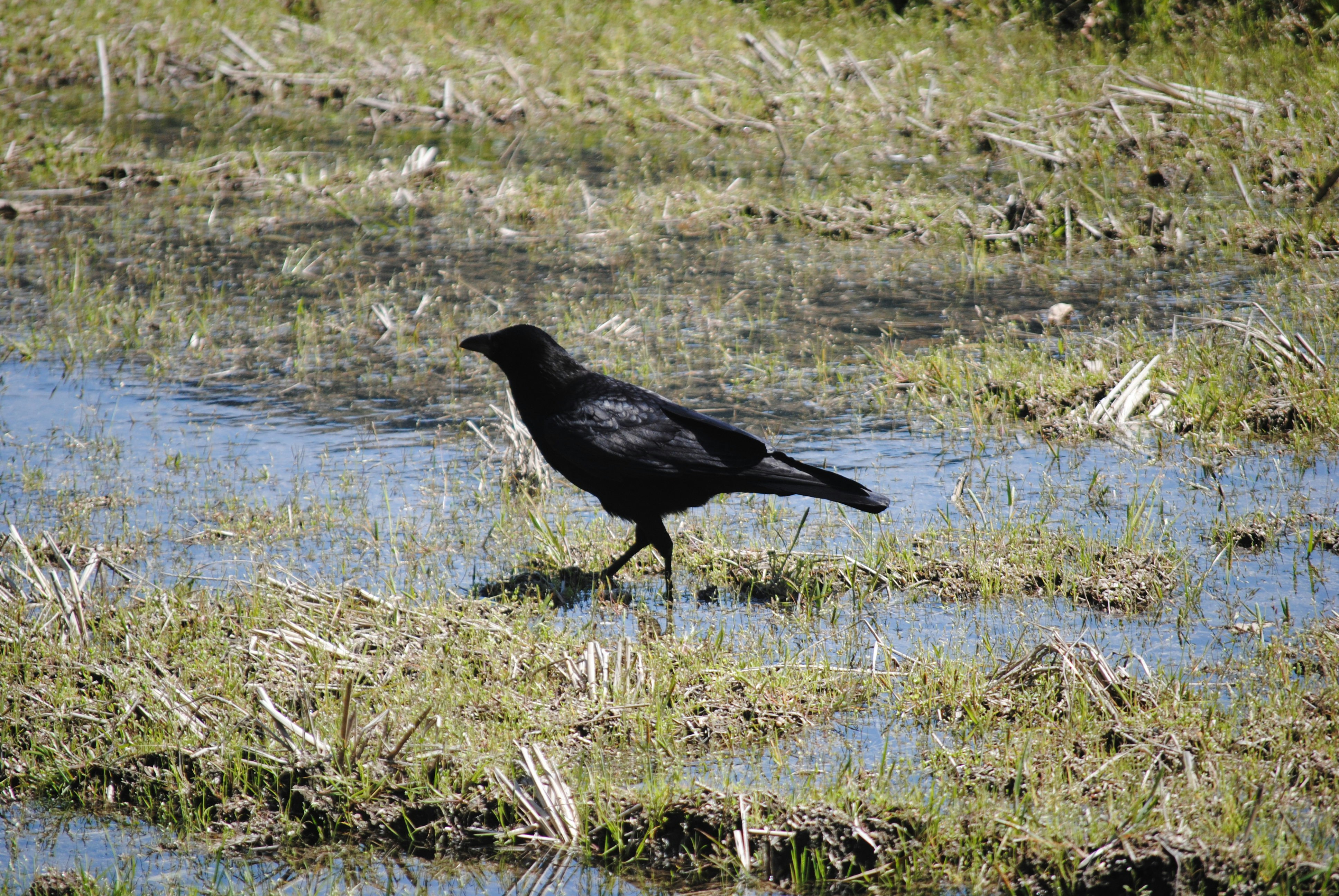 Dark Strolling Shadow: A Crow on Marshy Ground