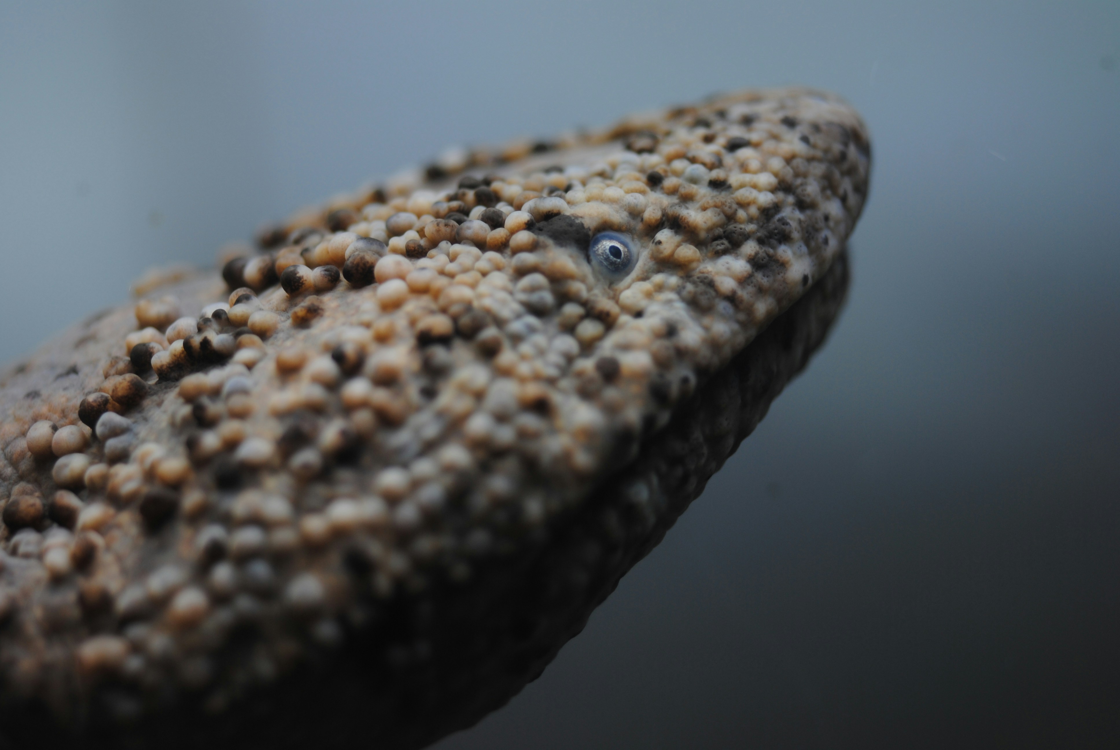 Macro Moment: The Eye Glistens Along the Pebble Skin