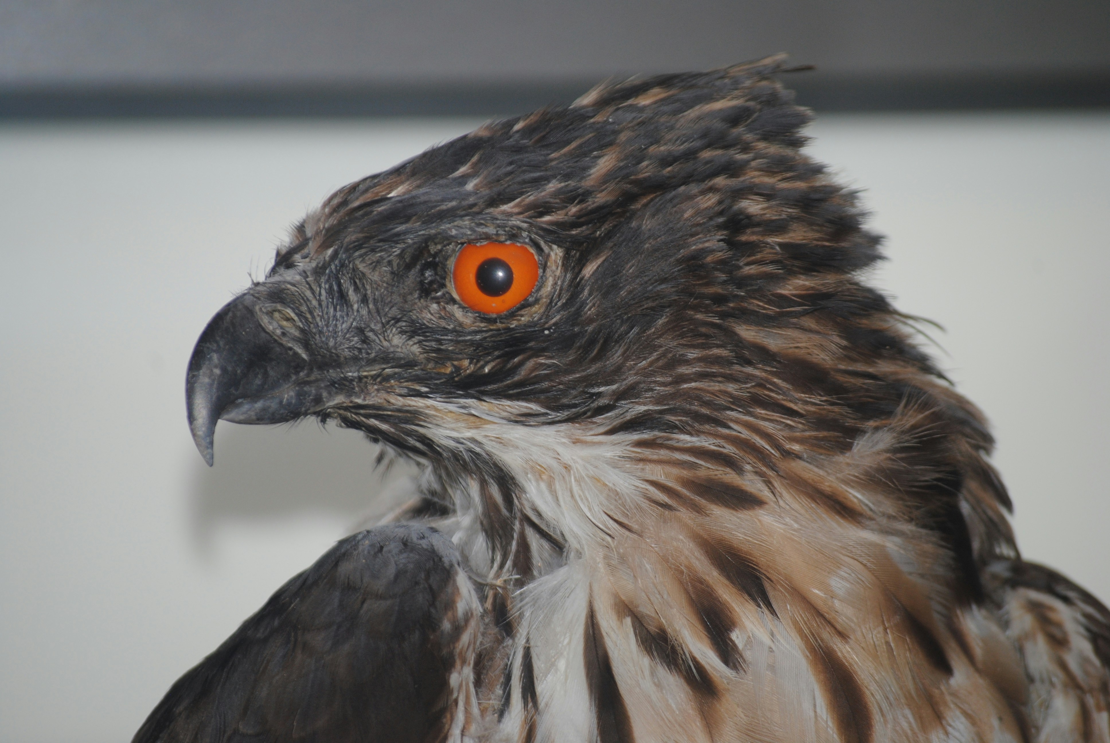 Scarlet Gaze: Close-up of a Peregrine with Fiery Eye