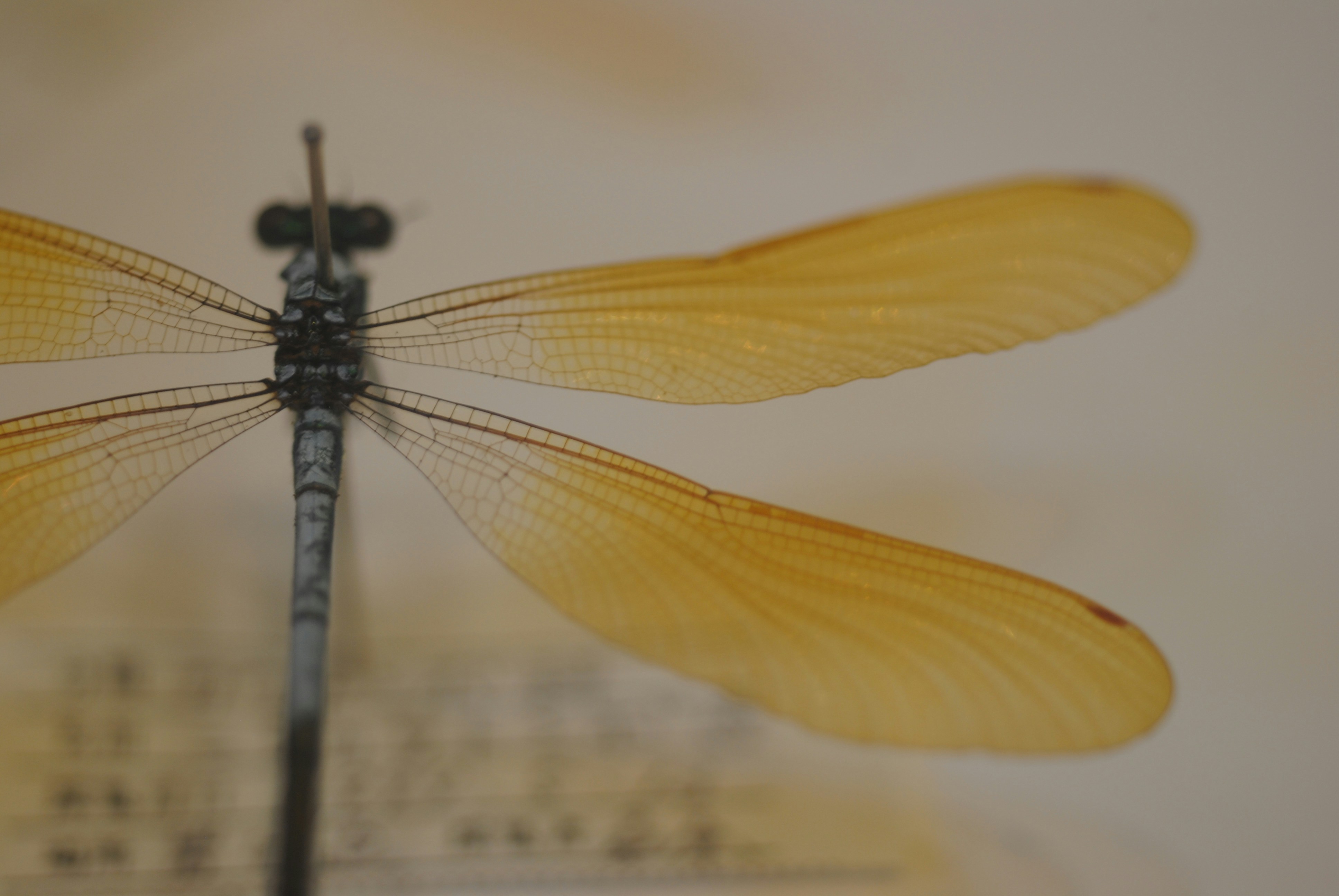 Close-up of a dragonfly's winged frame suspended over a blurred page