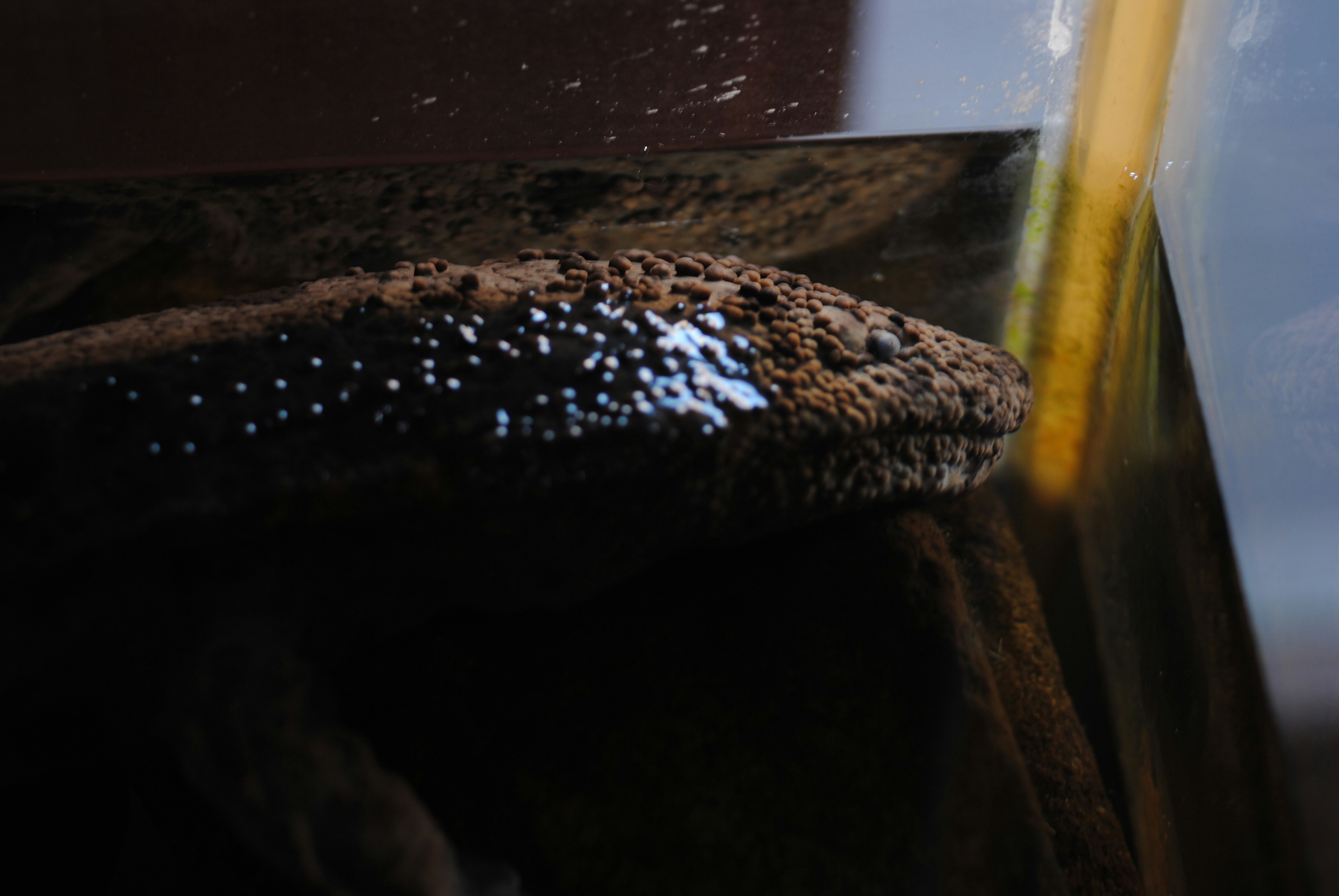 Dark Submerged Texture: A Close Encounter with Bioluminescent Dots