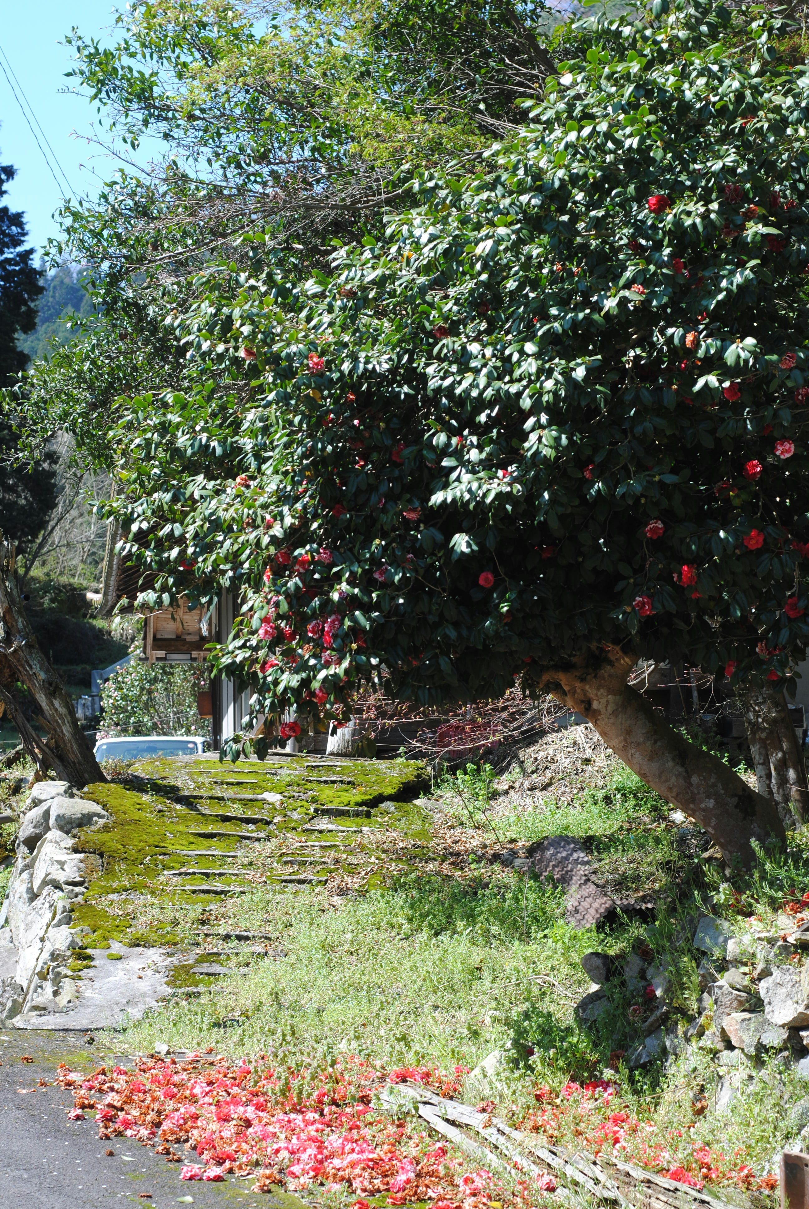 Sunlit Camellia canopy over a stone stairway to a quiet yard