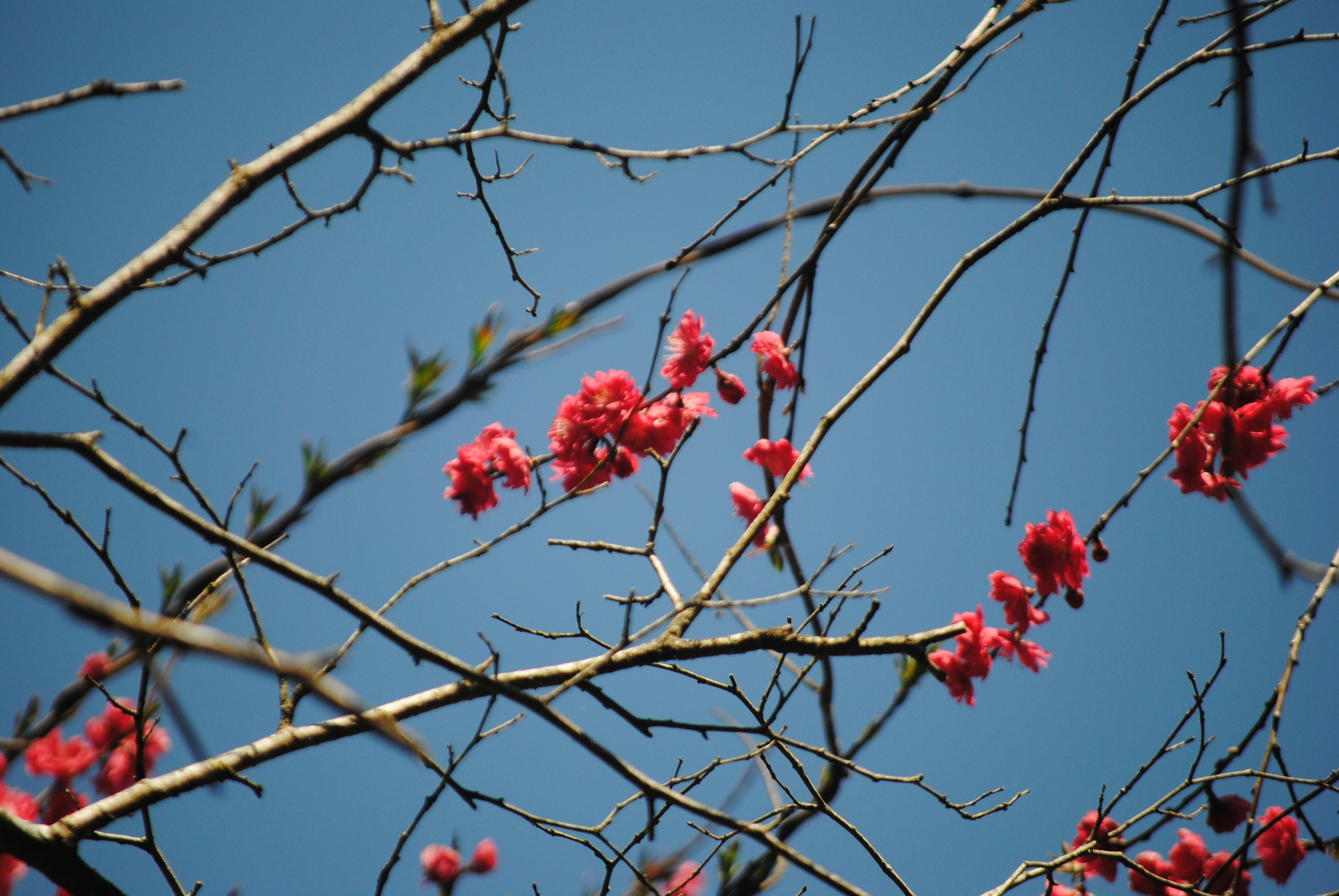 Emerald Branches in Bloom Against a Clear Blue Sky