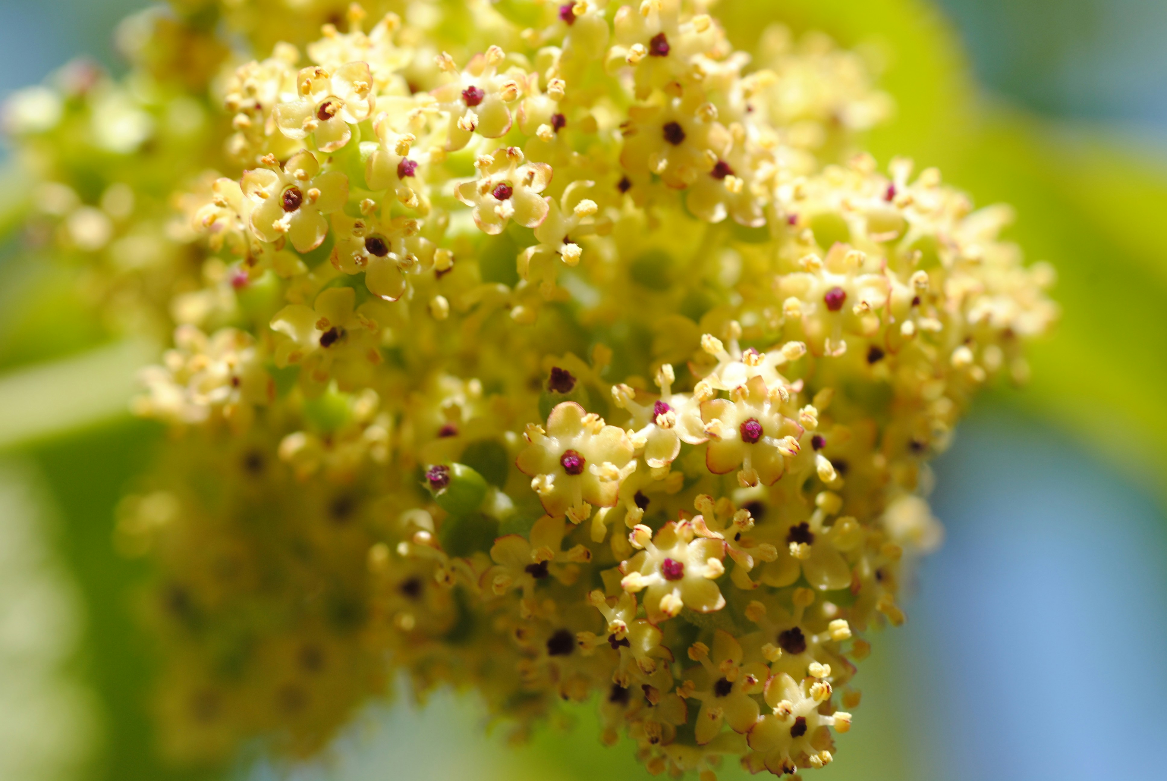 Golden In Bloom: a close-up of pollen-rich flower head