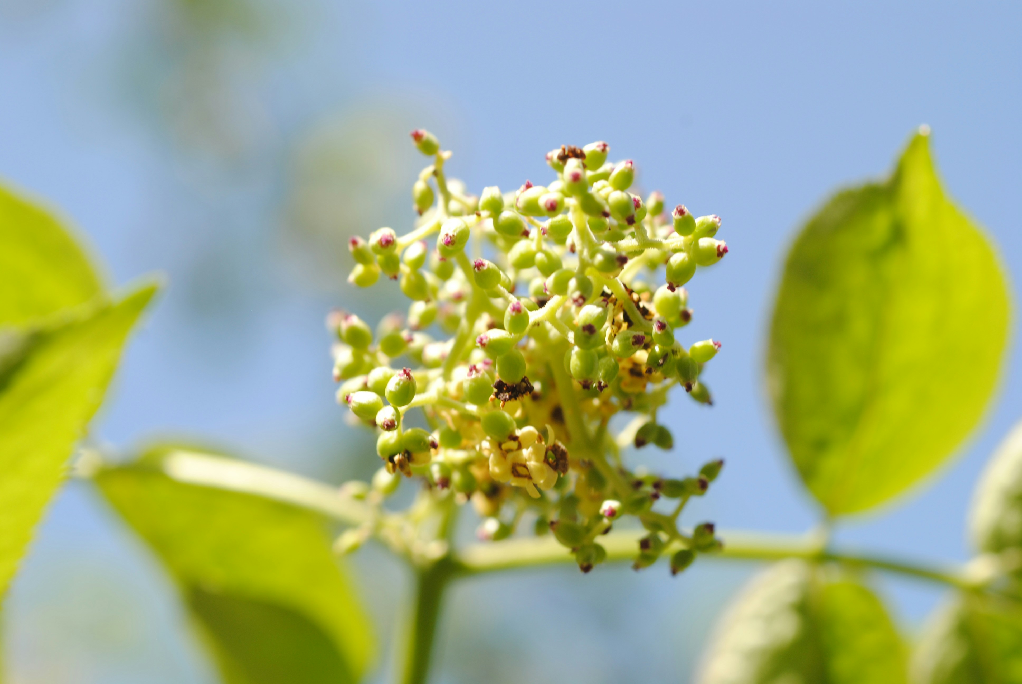Blooming Cluster on a Sunlit Branch