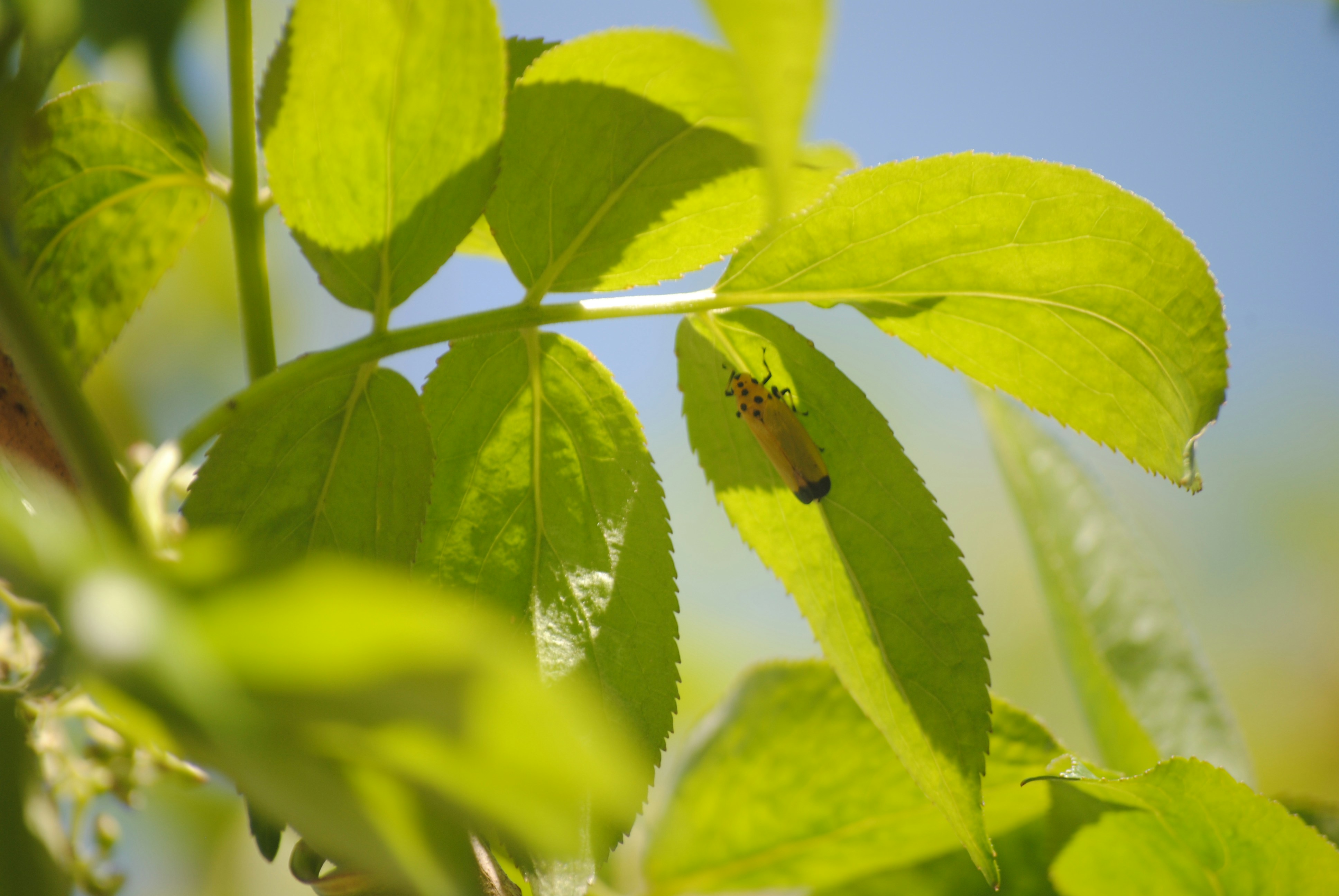 Sunlit Greenery with a Hidden Insect