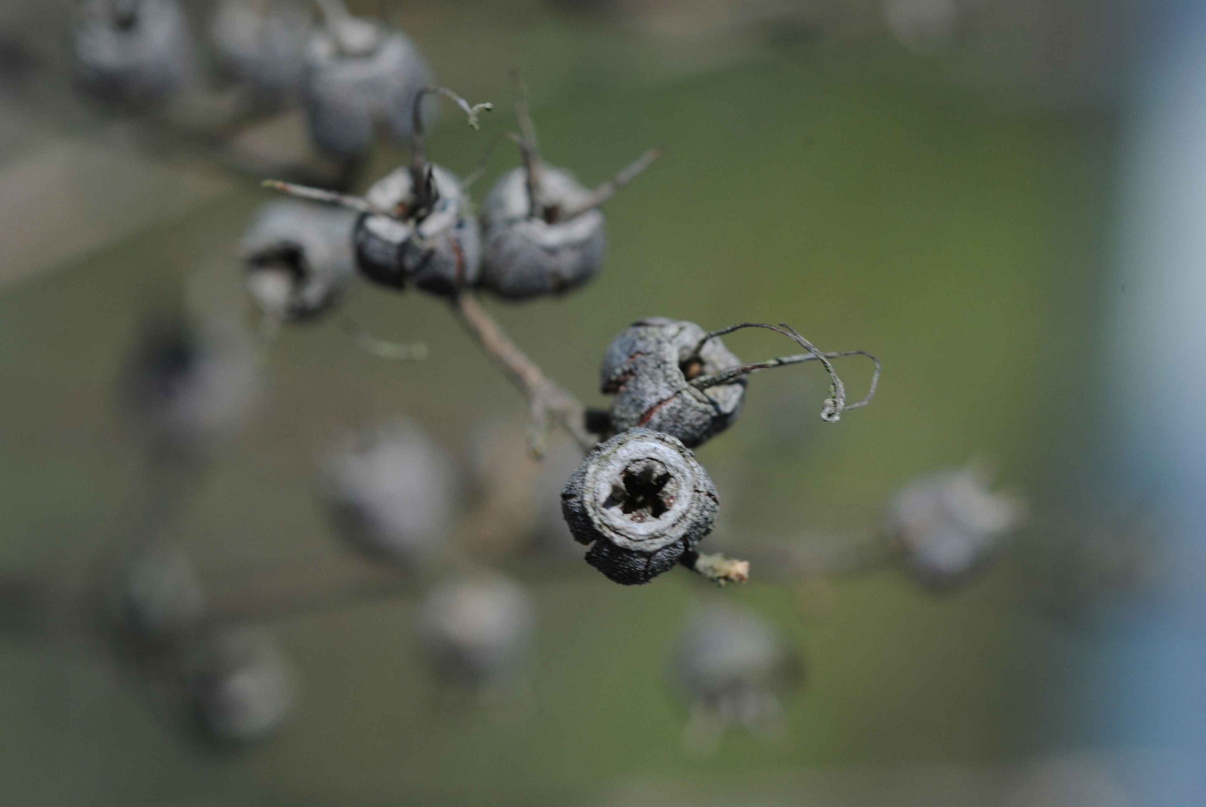 Withered Grape-like Pods on a Bent Stem