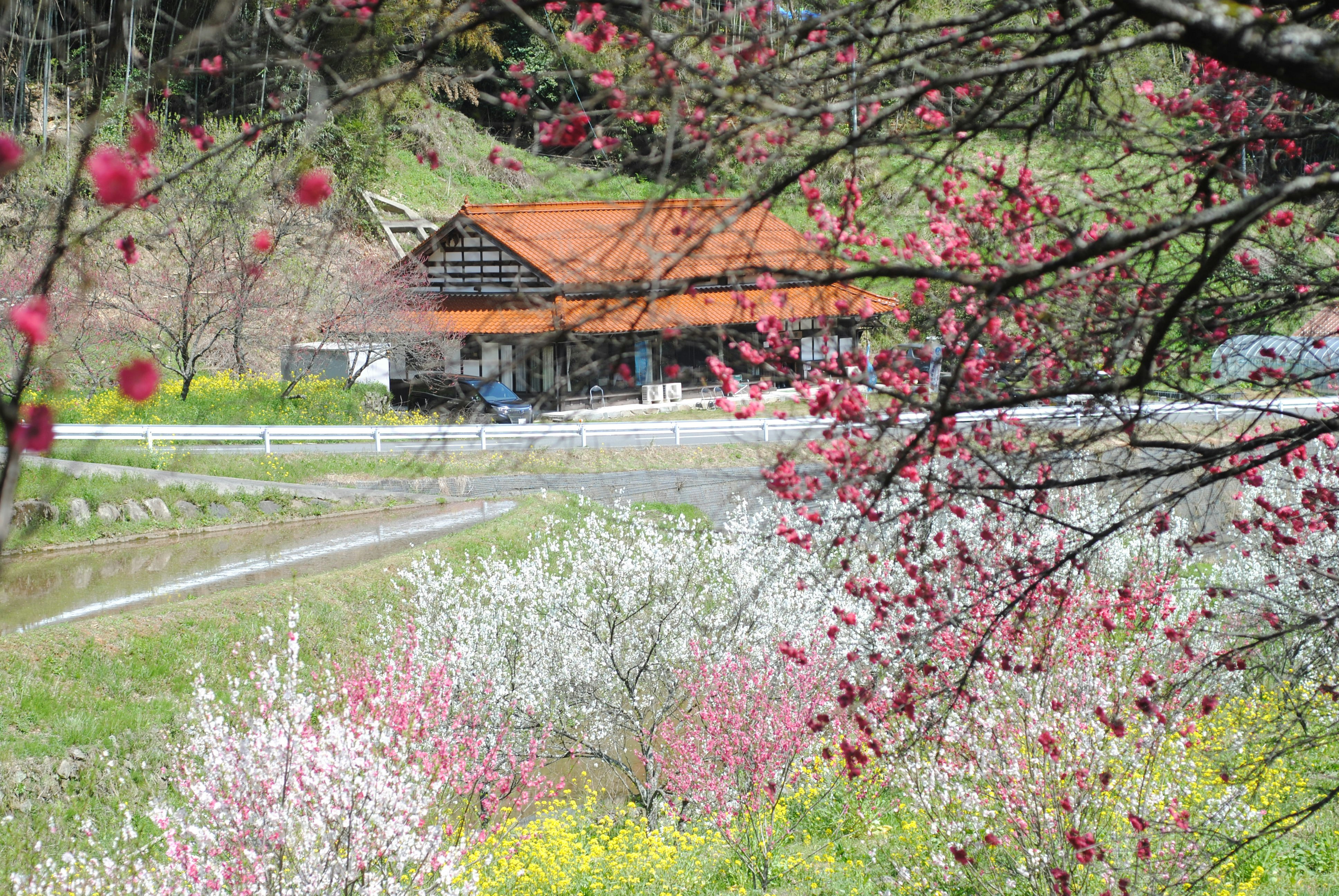 Traditional red-roofed building framed by blossoming fruit trees