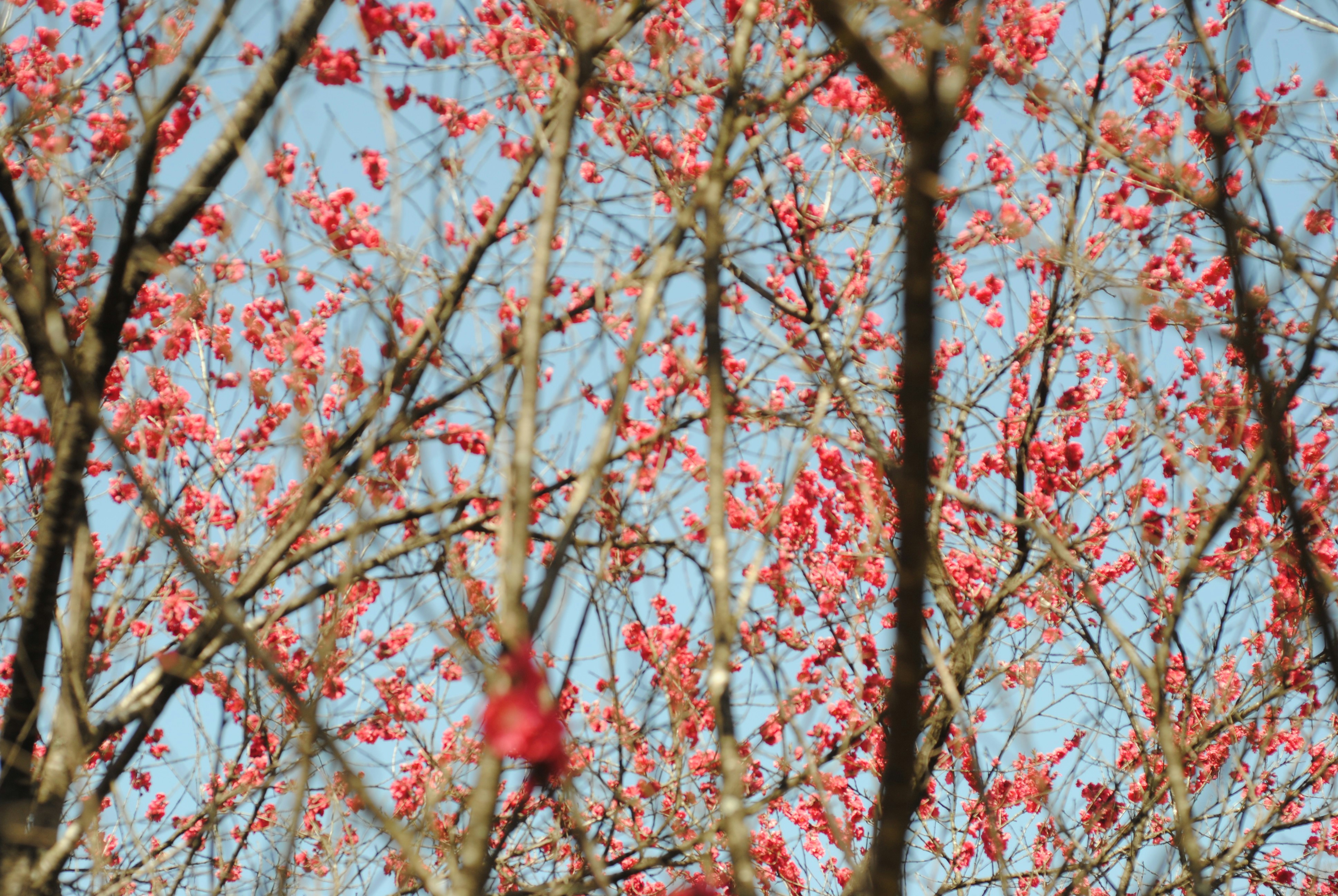 Blossoms in the Blur: Spring Threads Across a Sky-Blue Backdrop