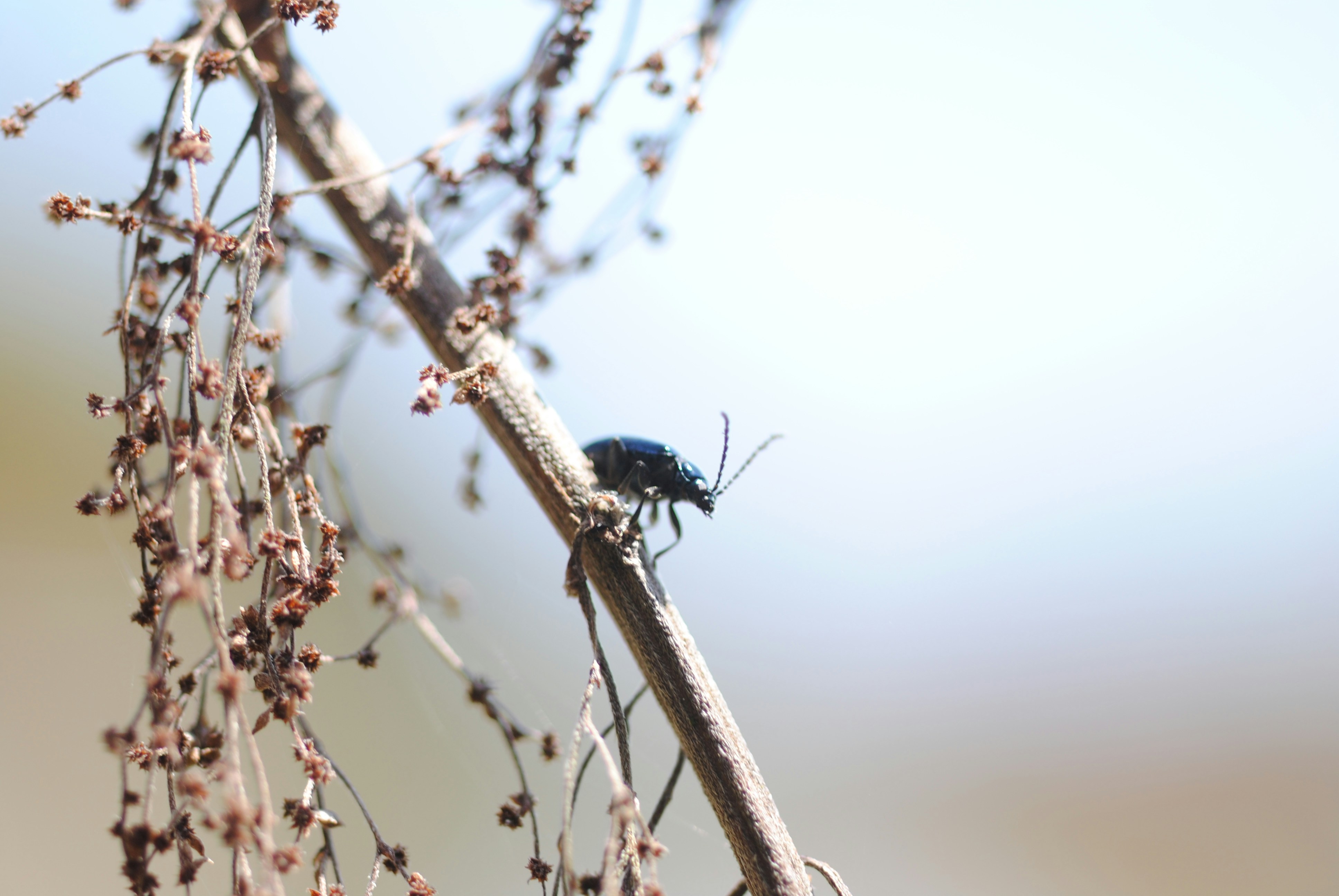 A lone beetle clings to a withered twig against a soft, out-of-focus backdrop