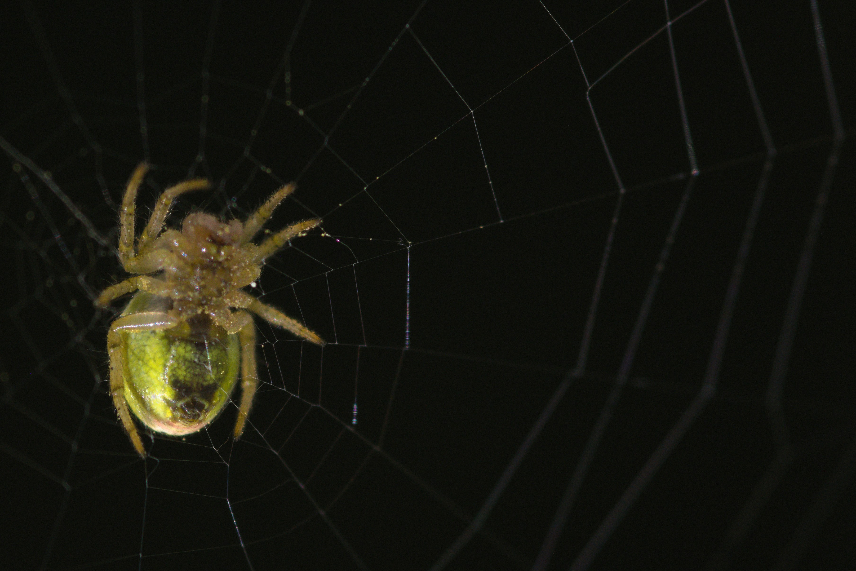 Golden Orb Weave: Spider Lodged in a Night Web