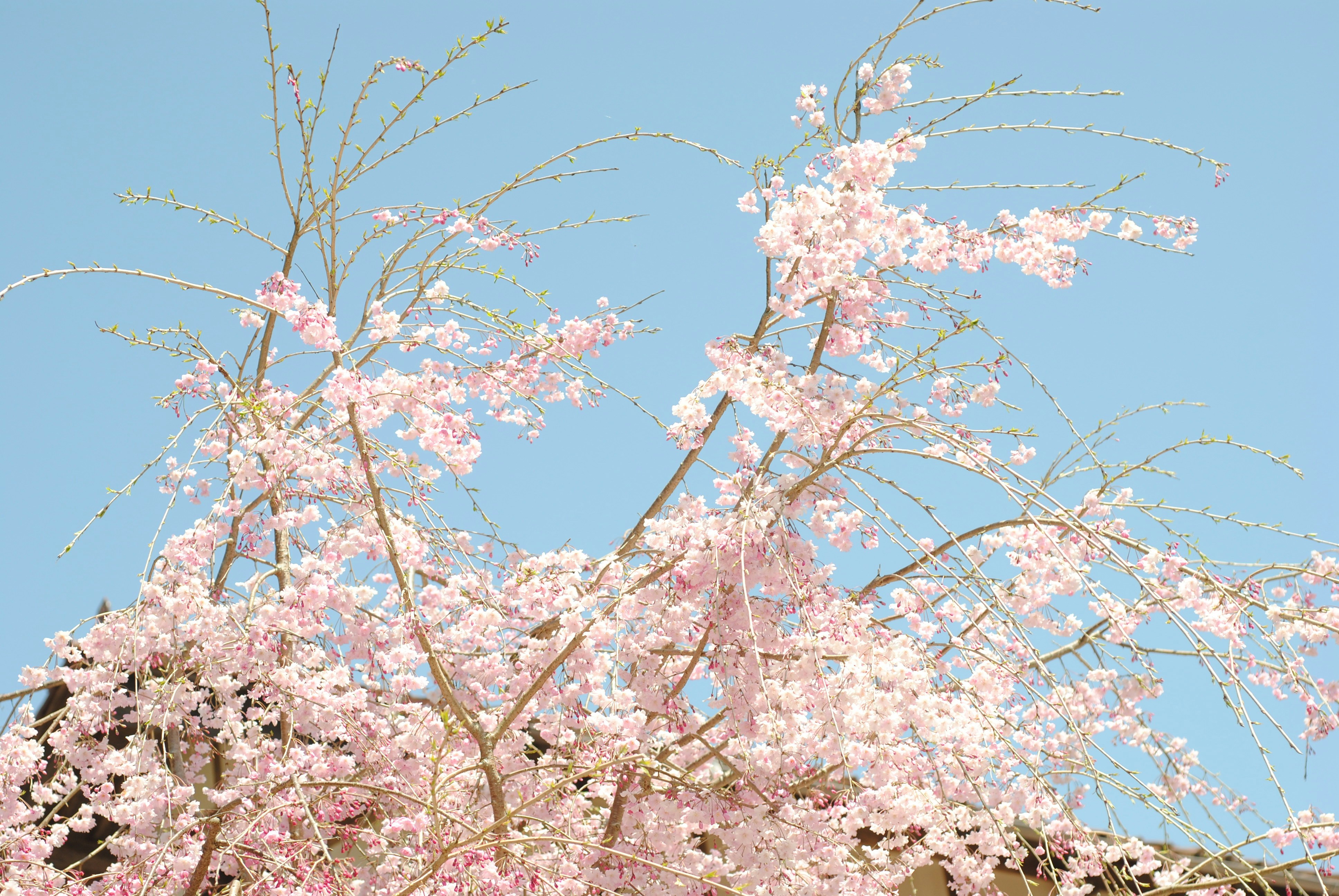 Whispering Pink Blossoms Under a Clear Spring Sky