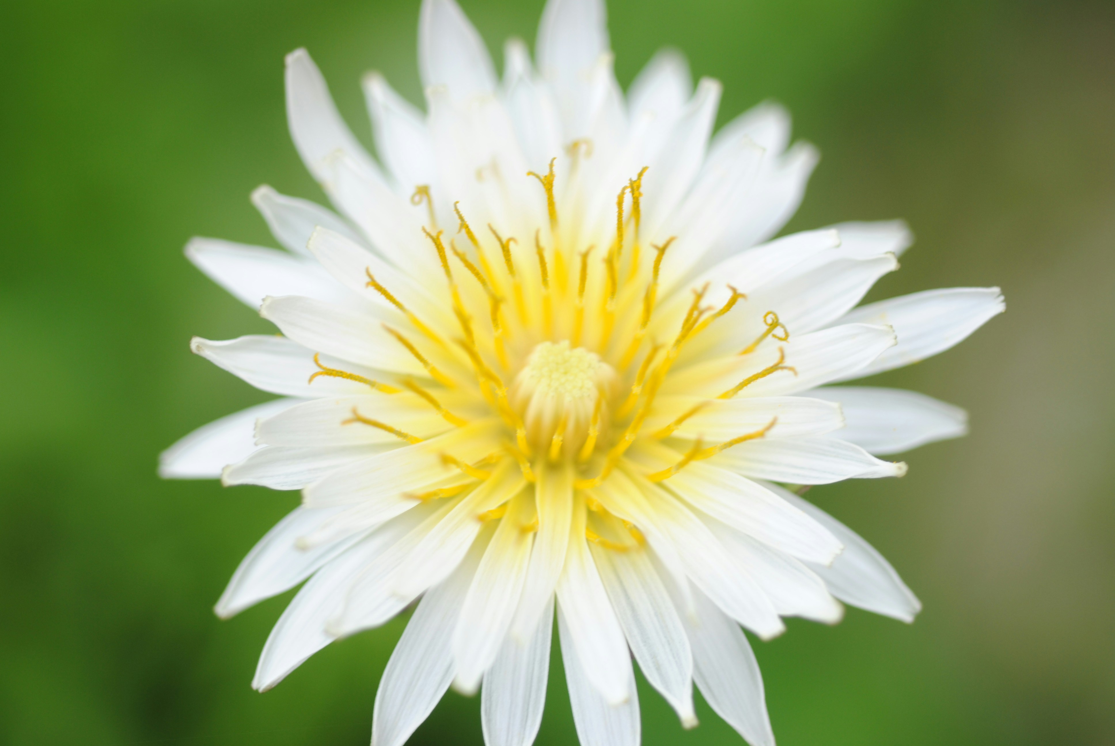 Sunlit Bloom: A White Water Lily Glow