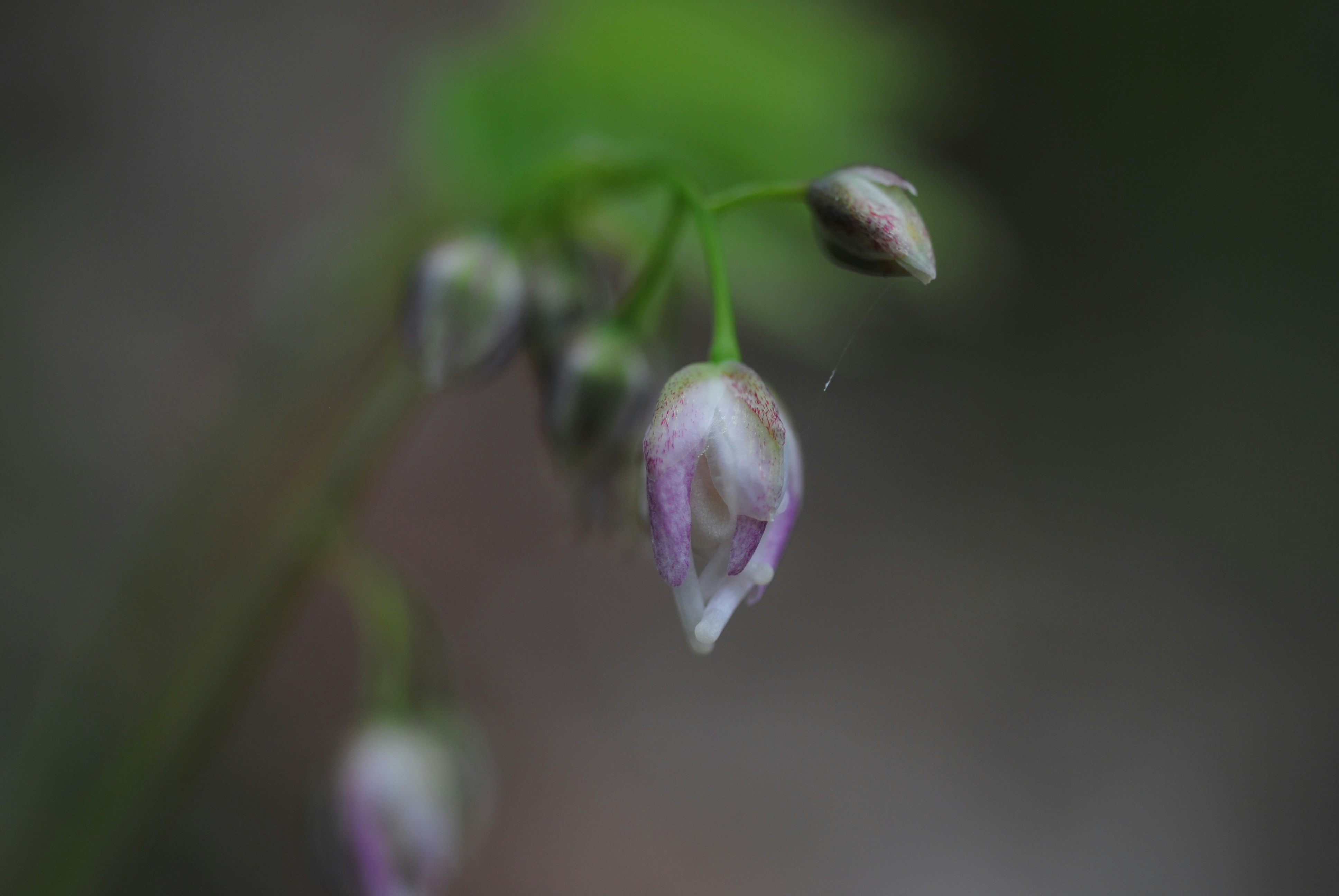 Petite Bellflower in Soft Focus Z-Blur