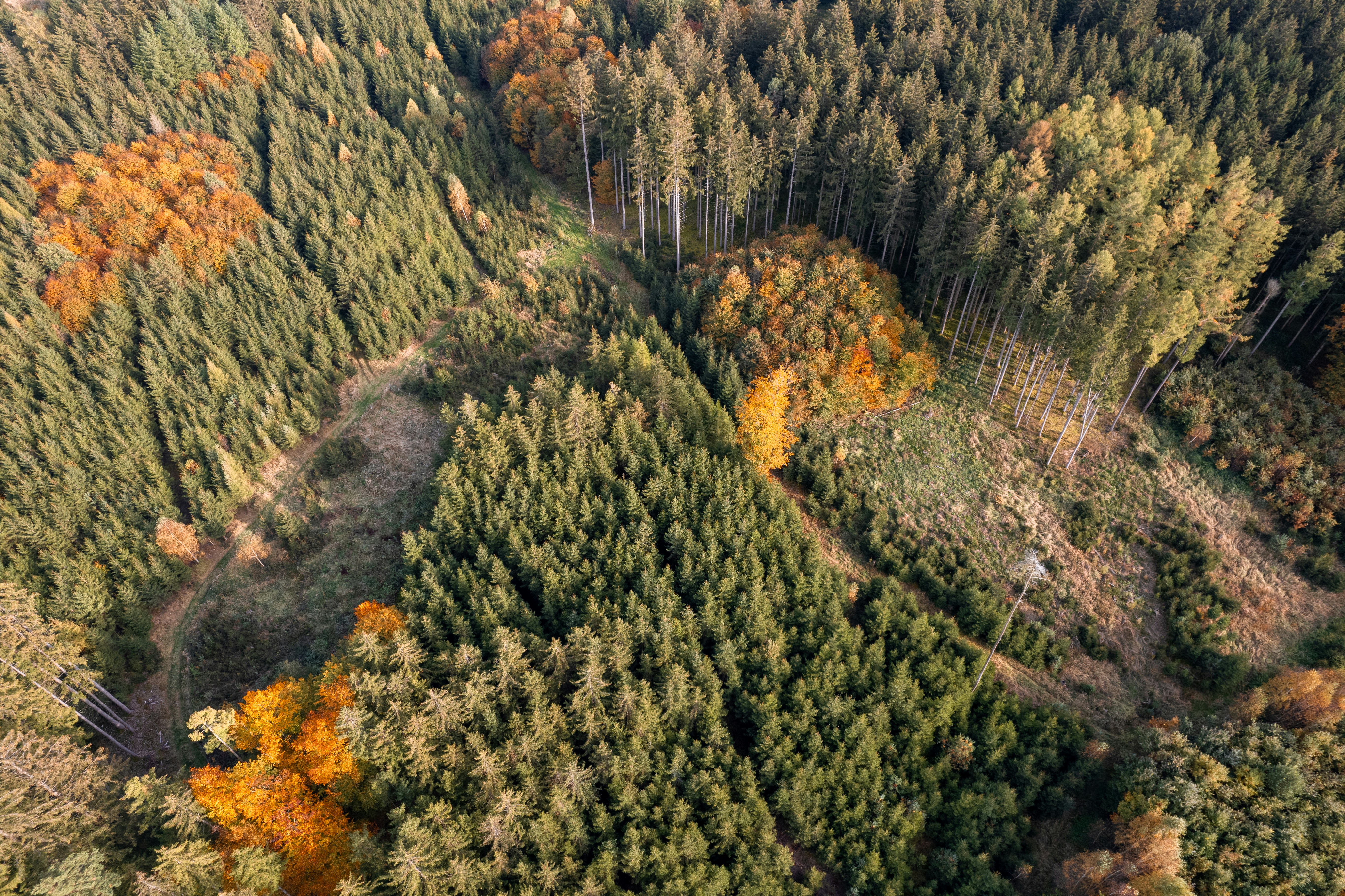 Autumn Canopy Confluence from Above