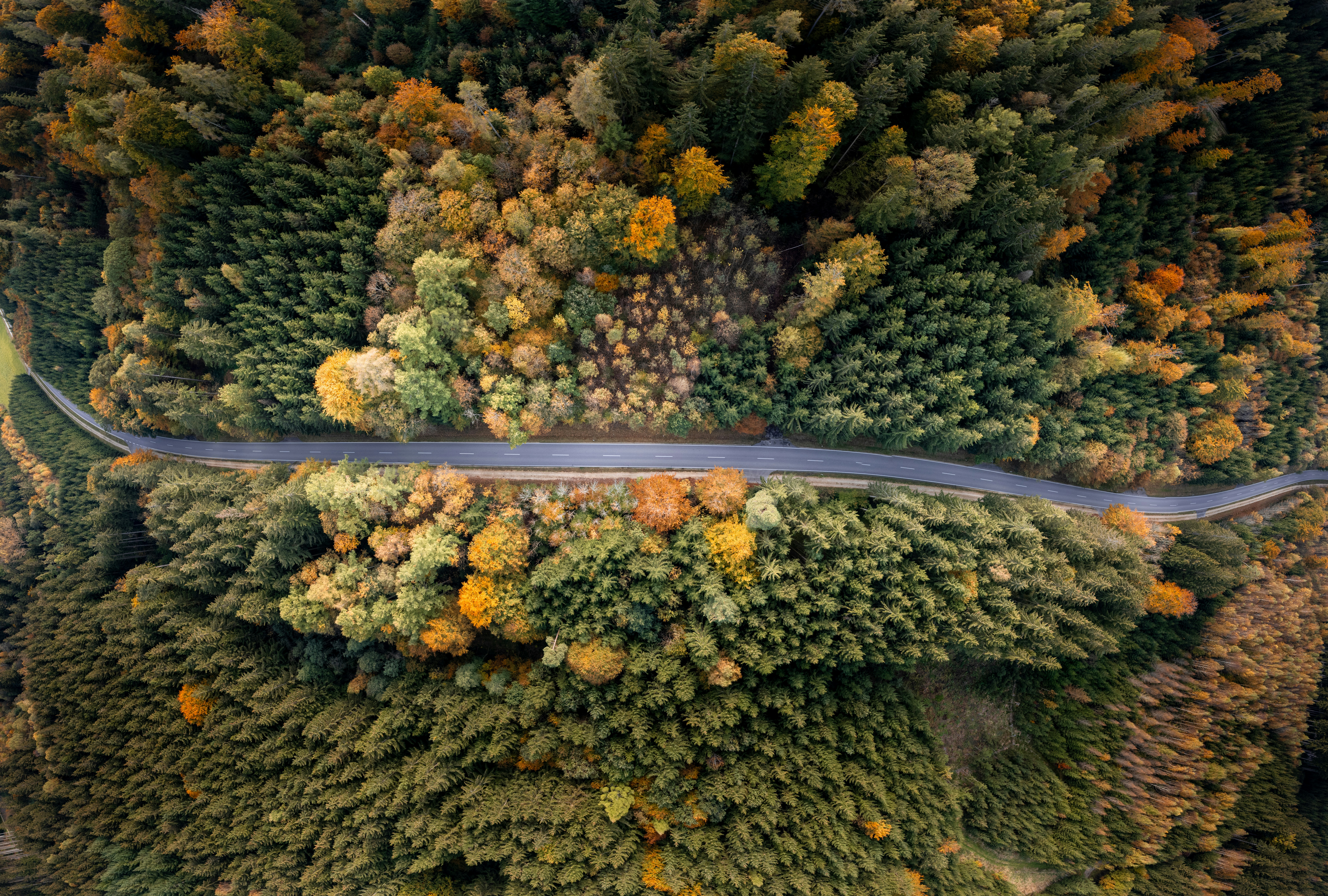 Autumn Ribbon: A Winding Road Severing a Patchwork Forest