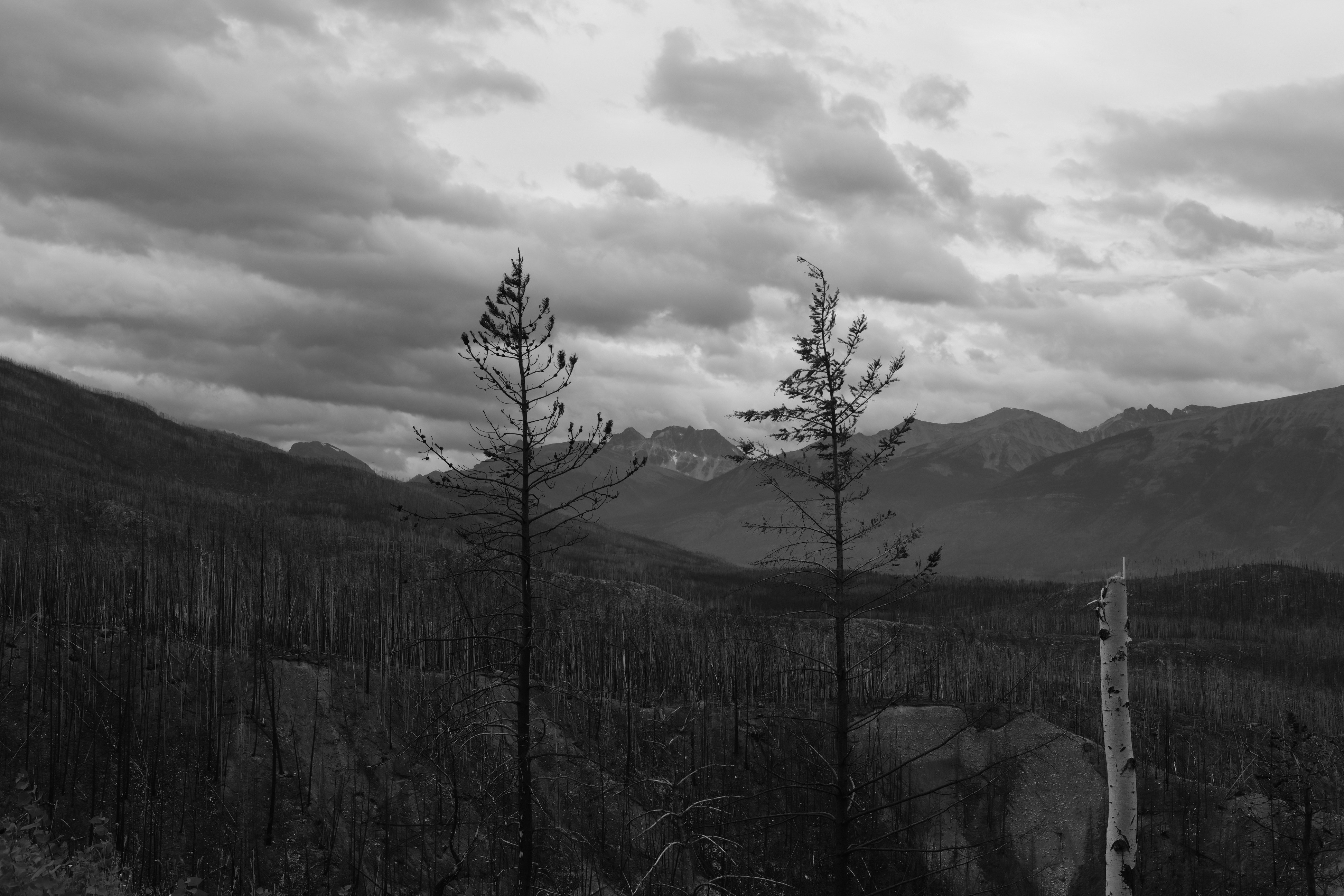 Charred Pines in a Quiet Basin under Brooding Clouds