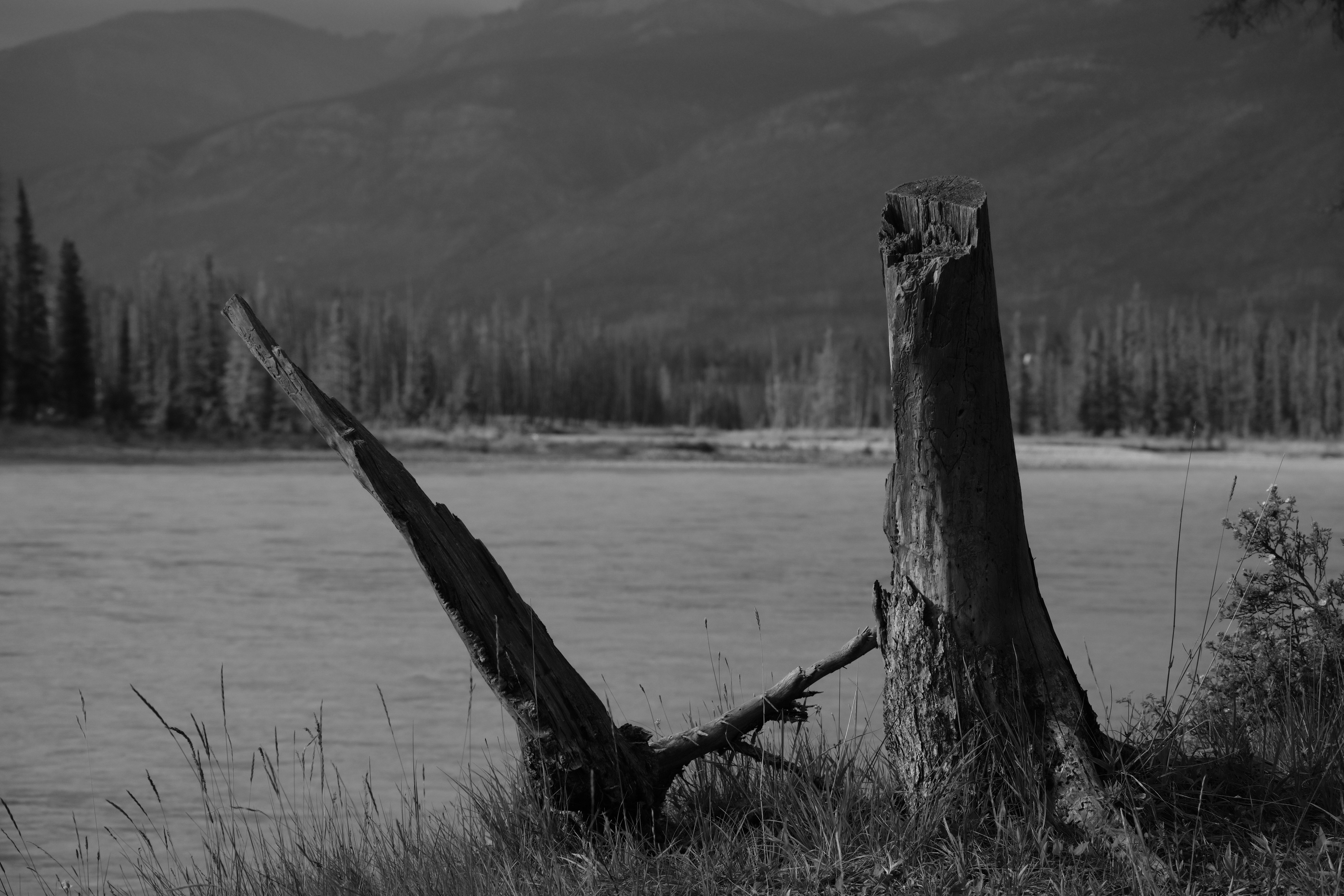 Willow Ghosts in the River Bend