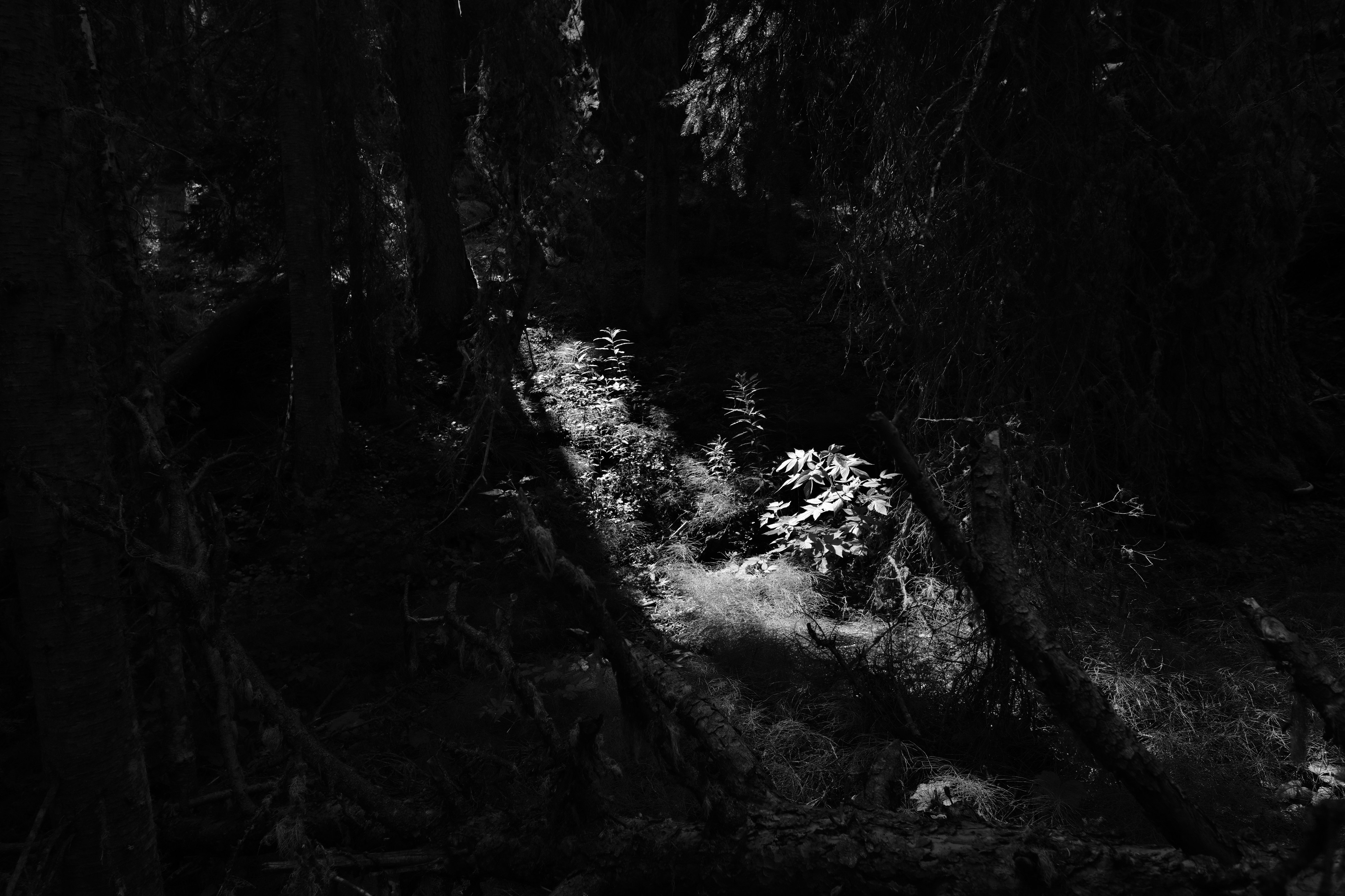 Hidden Light: a Breakthrough Patch in a Shadowed Forest