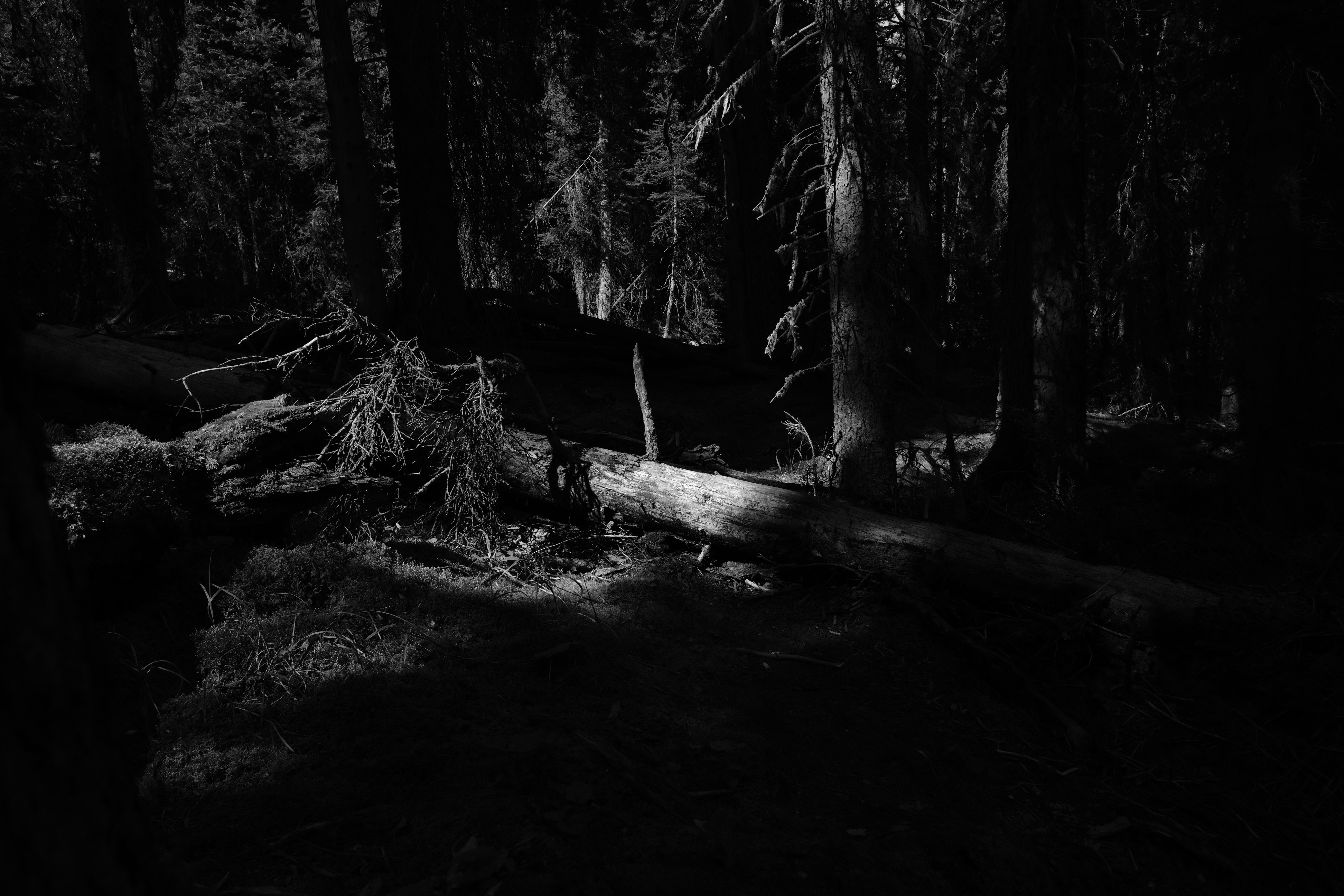 Low-Contrast Forest Afterglow: A Sliver of Light on Fallen Timber