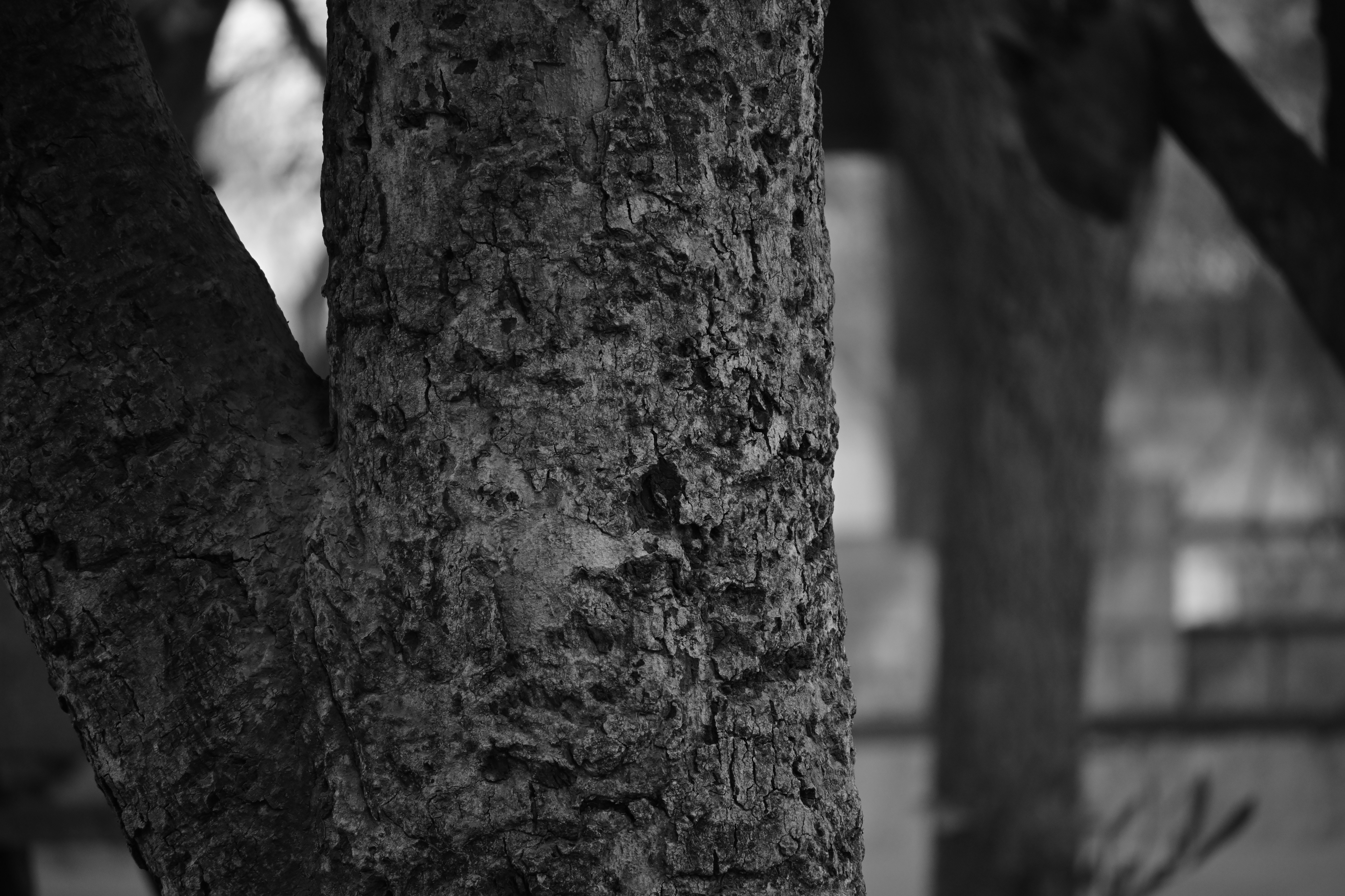 Trunk and Shadow: Monochrome Boundary of the Orchard
