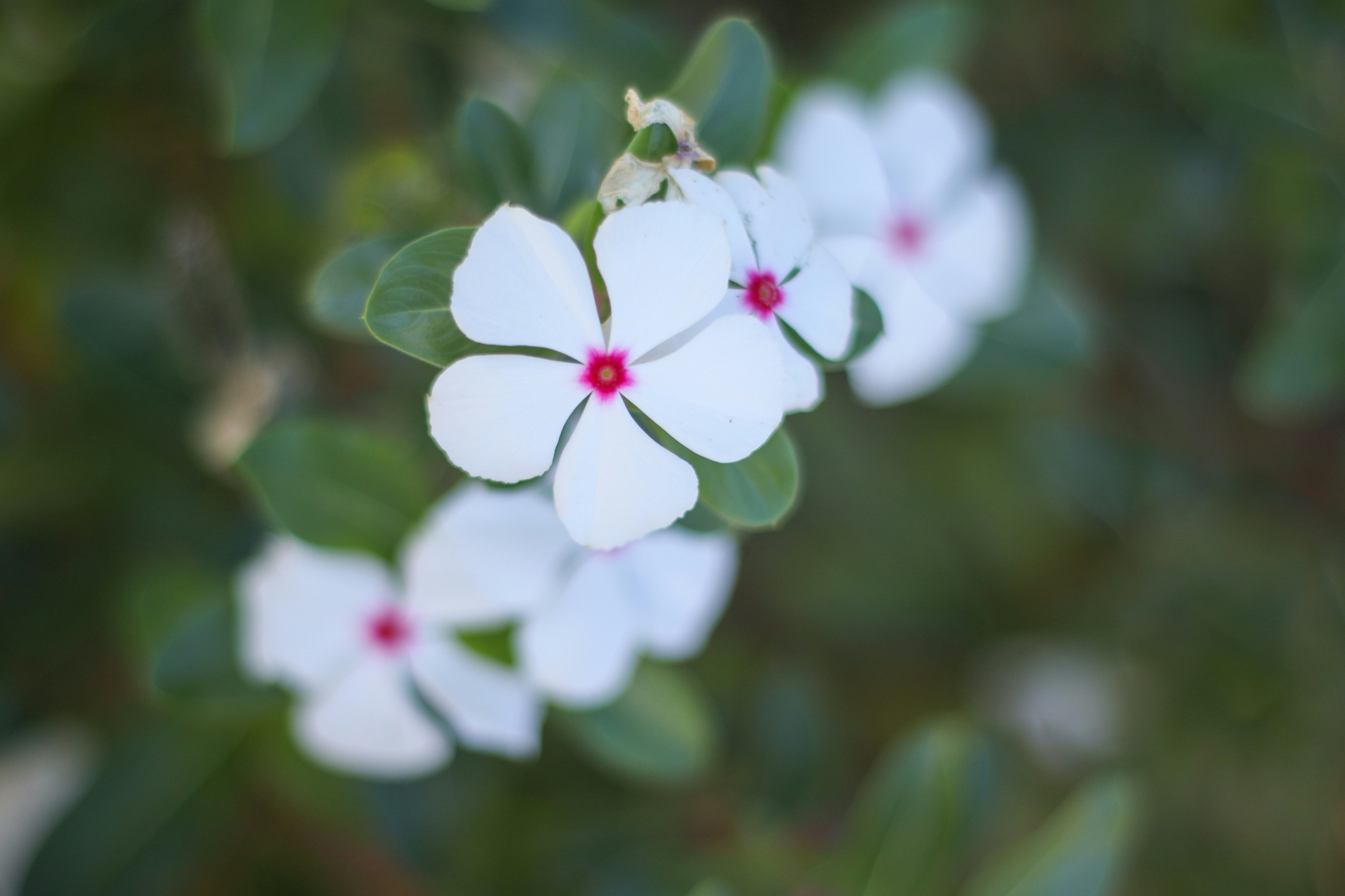 White-petaled bloom cluster with pink-centered flowers in soft focus