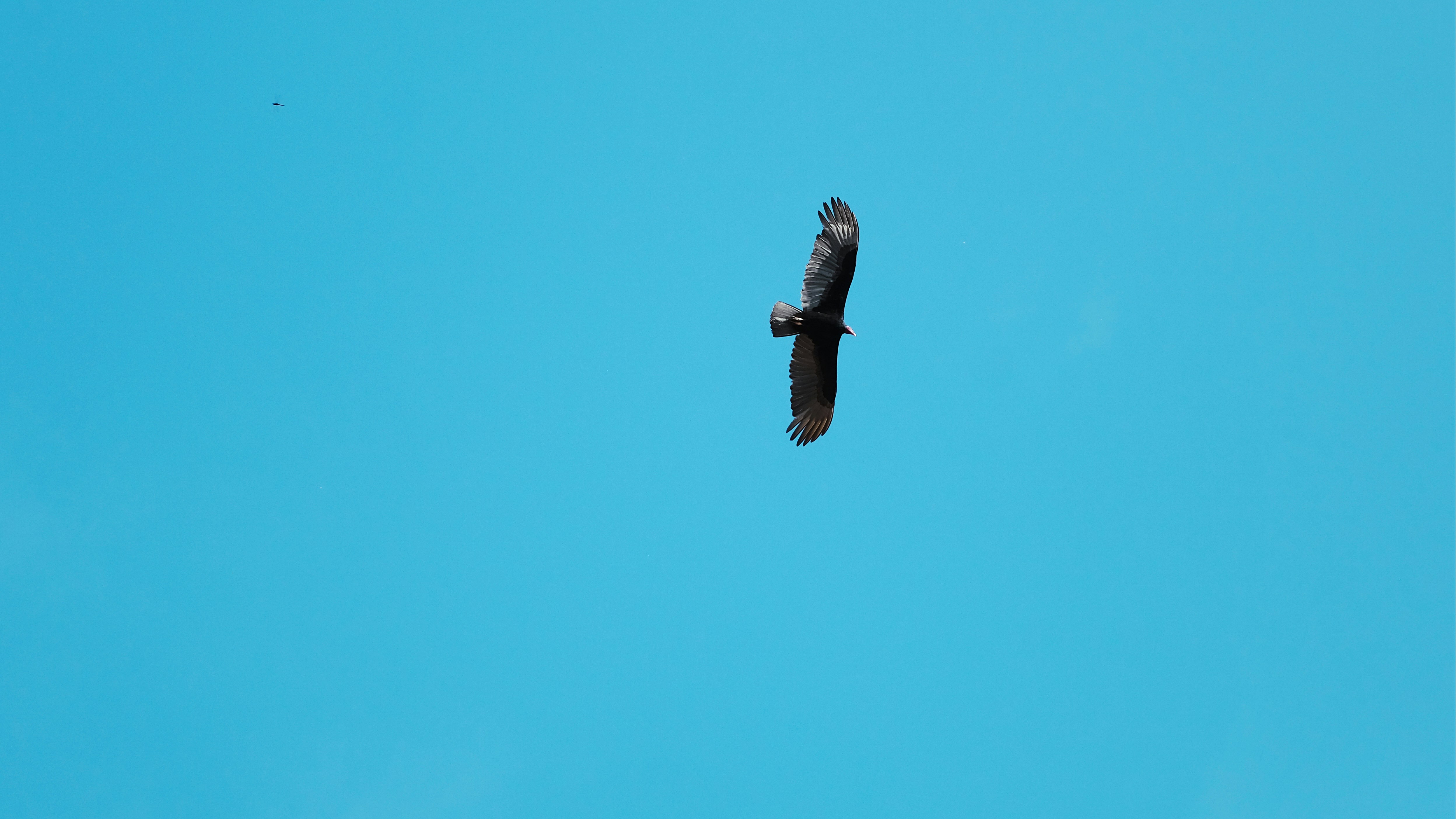 A solitary raptor carves the blue sky
