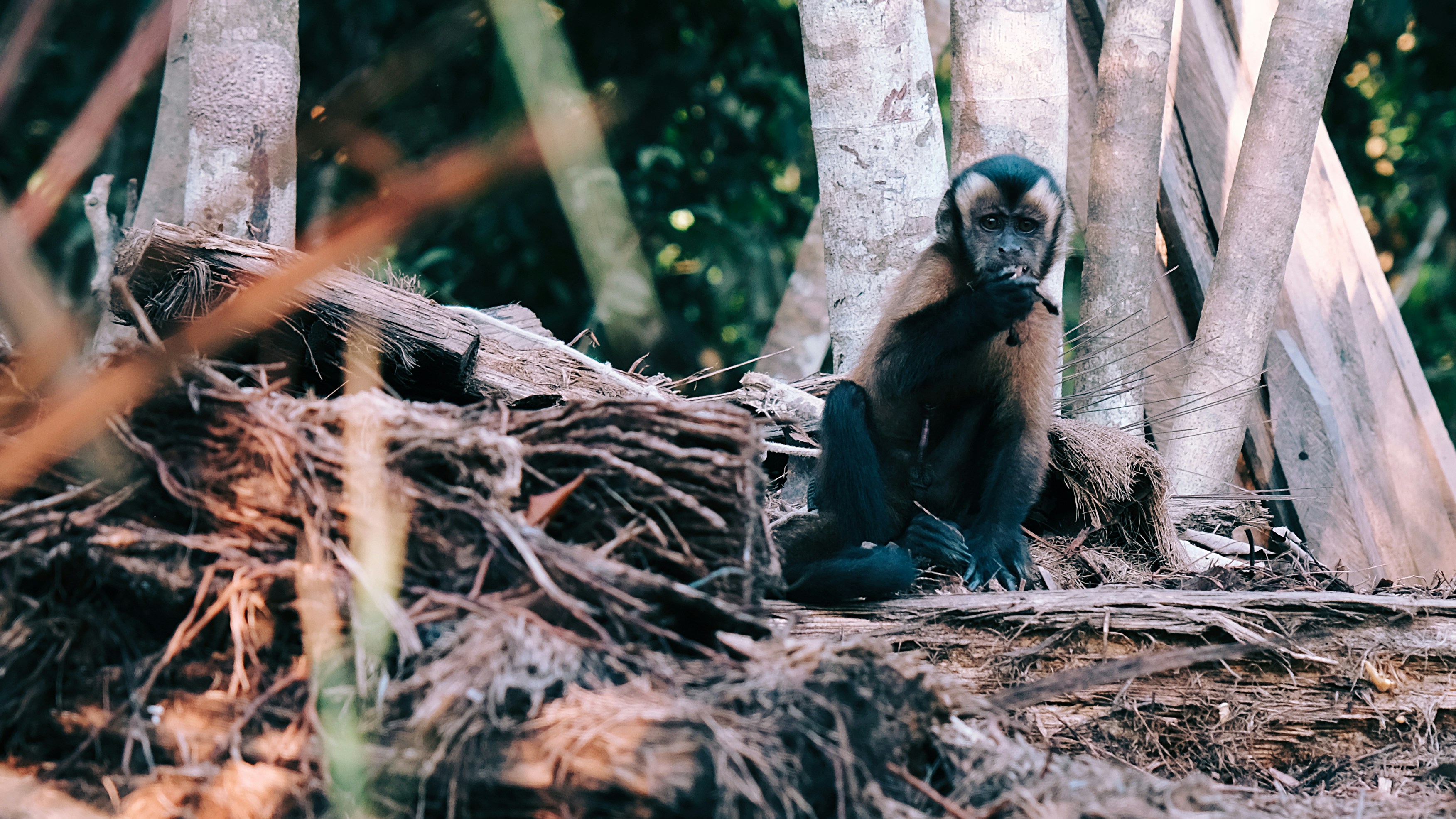Monkry on Wooden Terrace: A Quiet Moment in the Canopy
