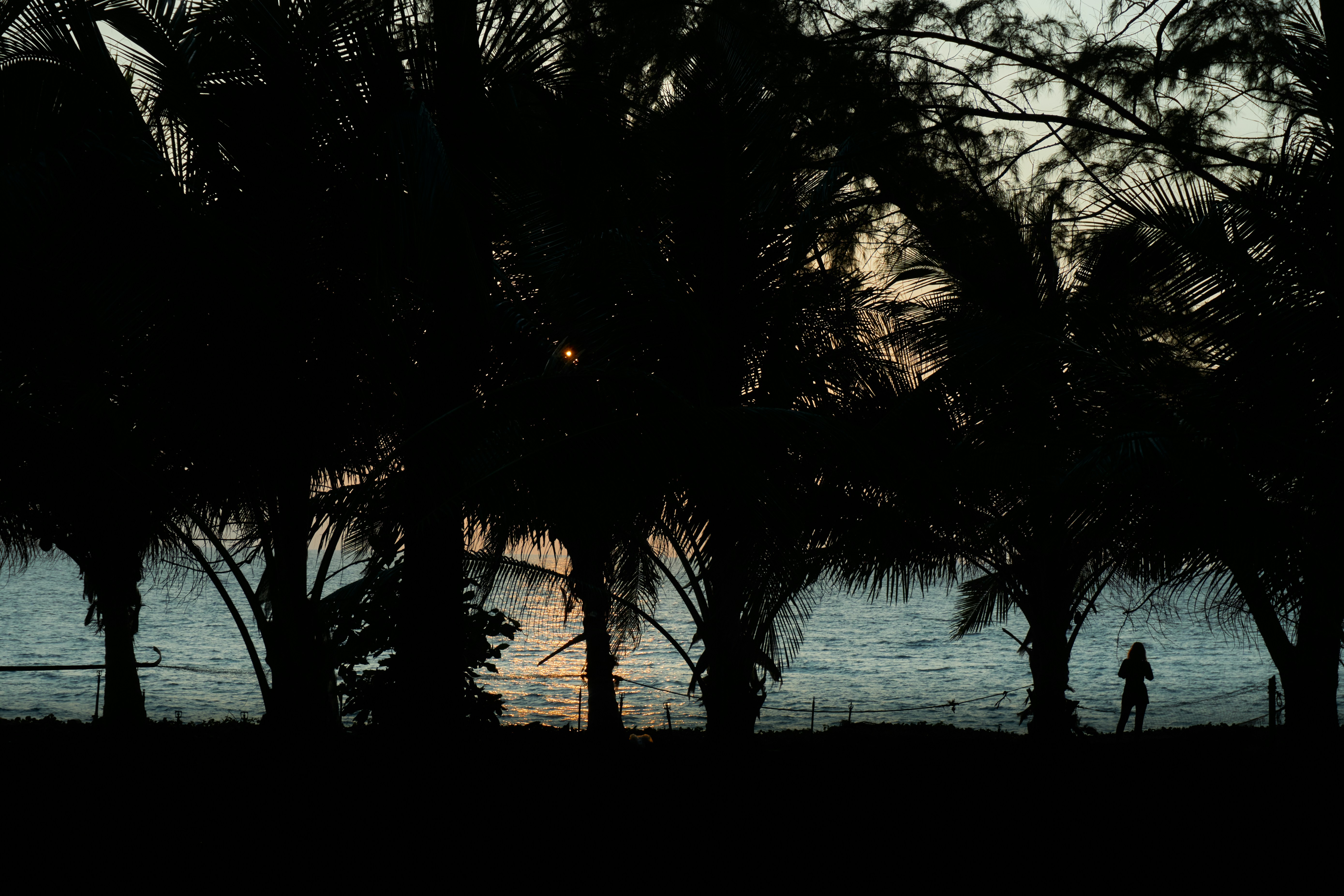 Silhouetted Palm Lane at Dusk by the Shore