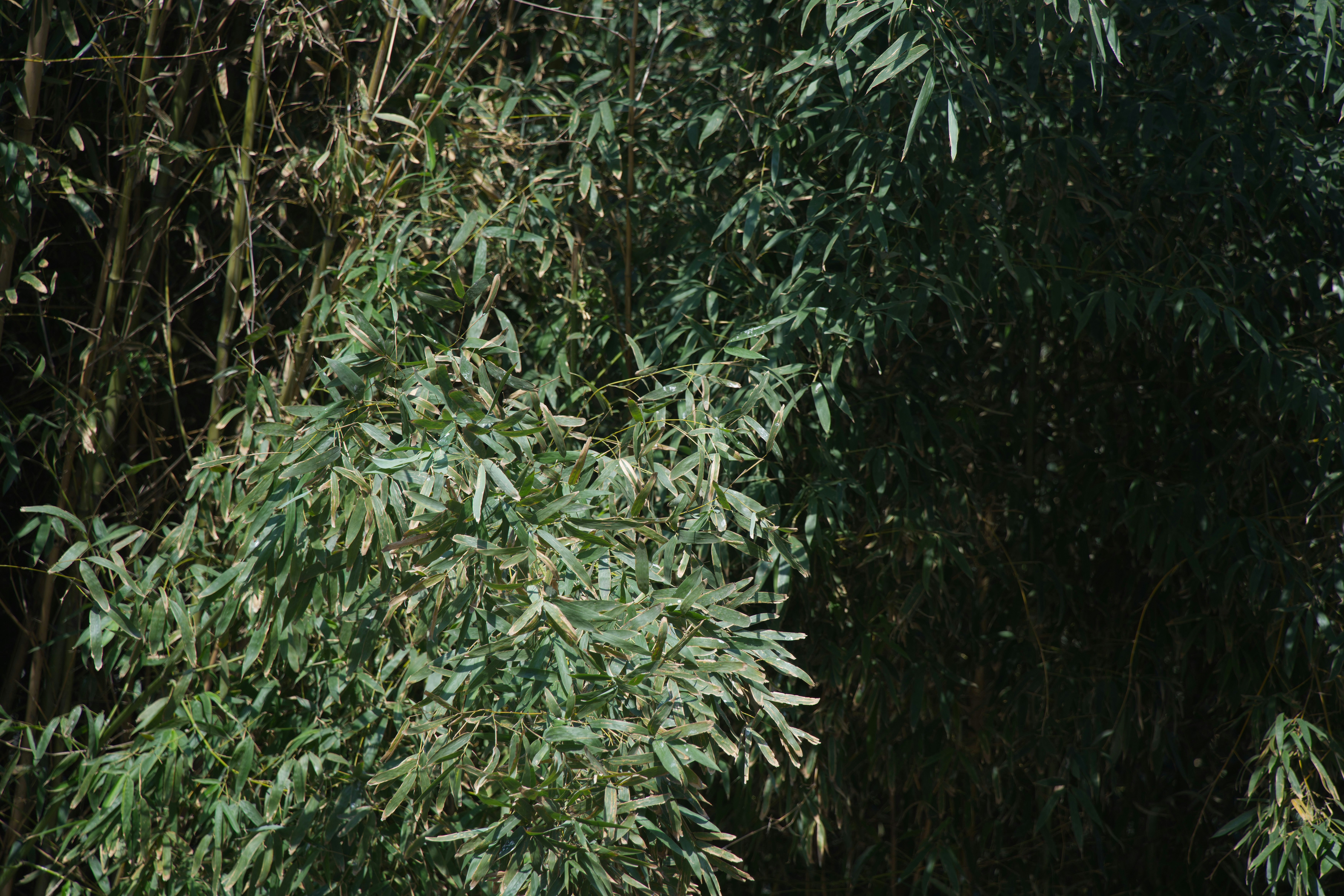 Overgrown Fronds at Dusk