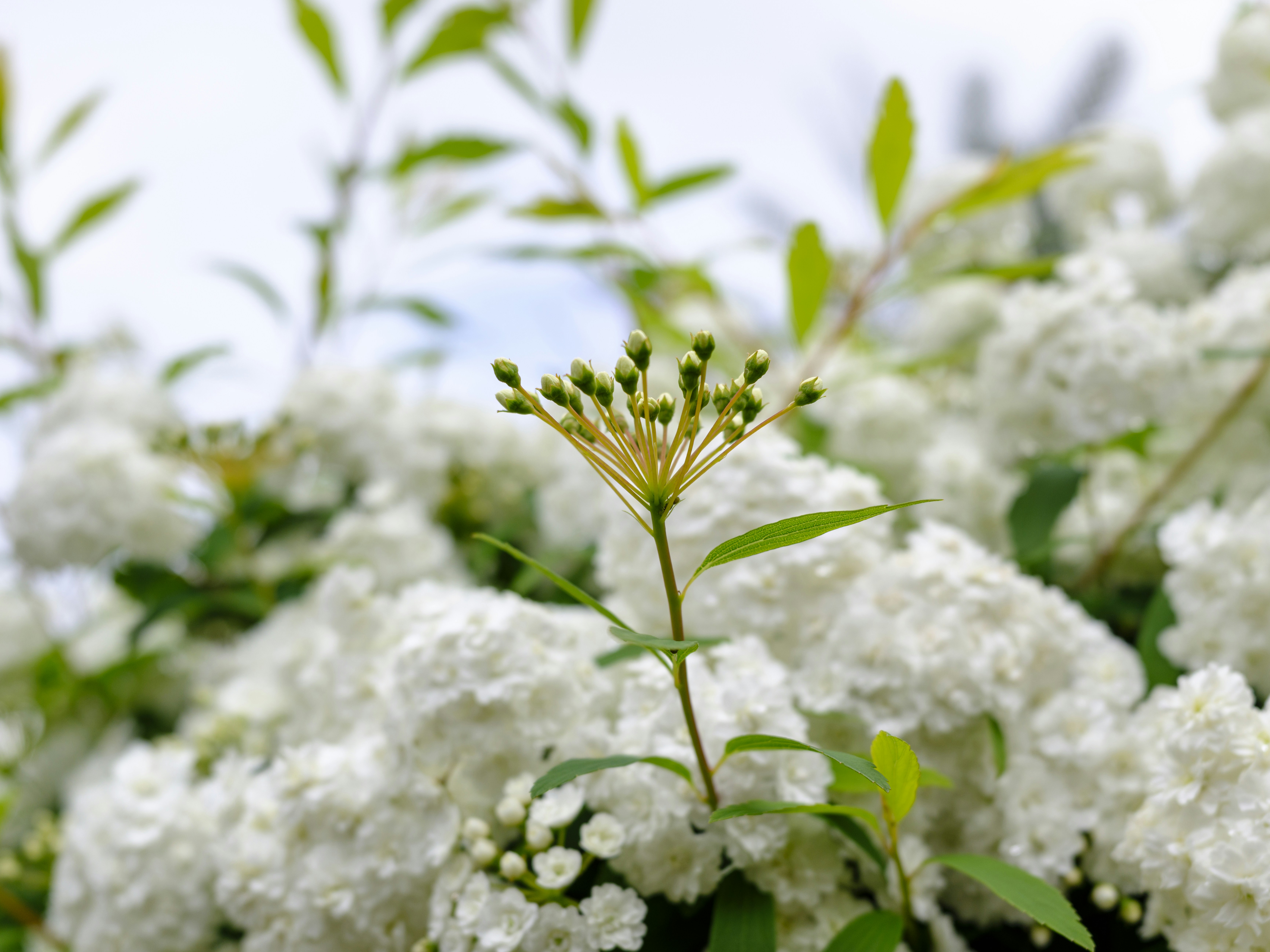 Central Bloom: A Tender Fern of White Petals Surrounded by Clouds