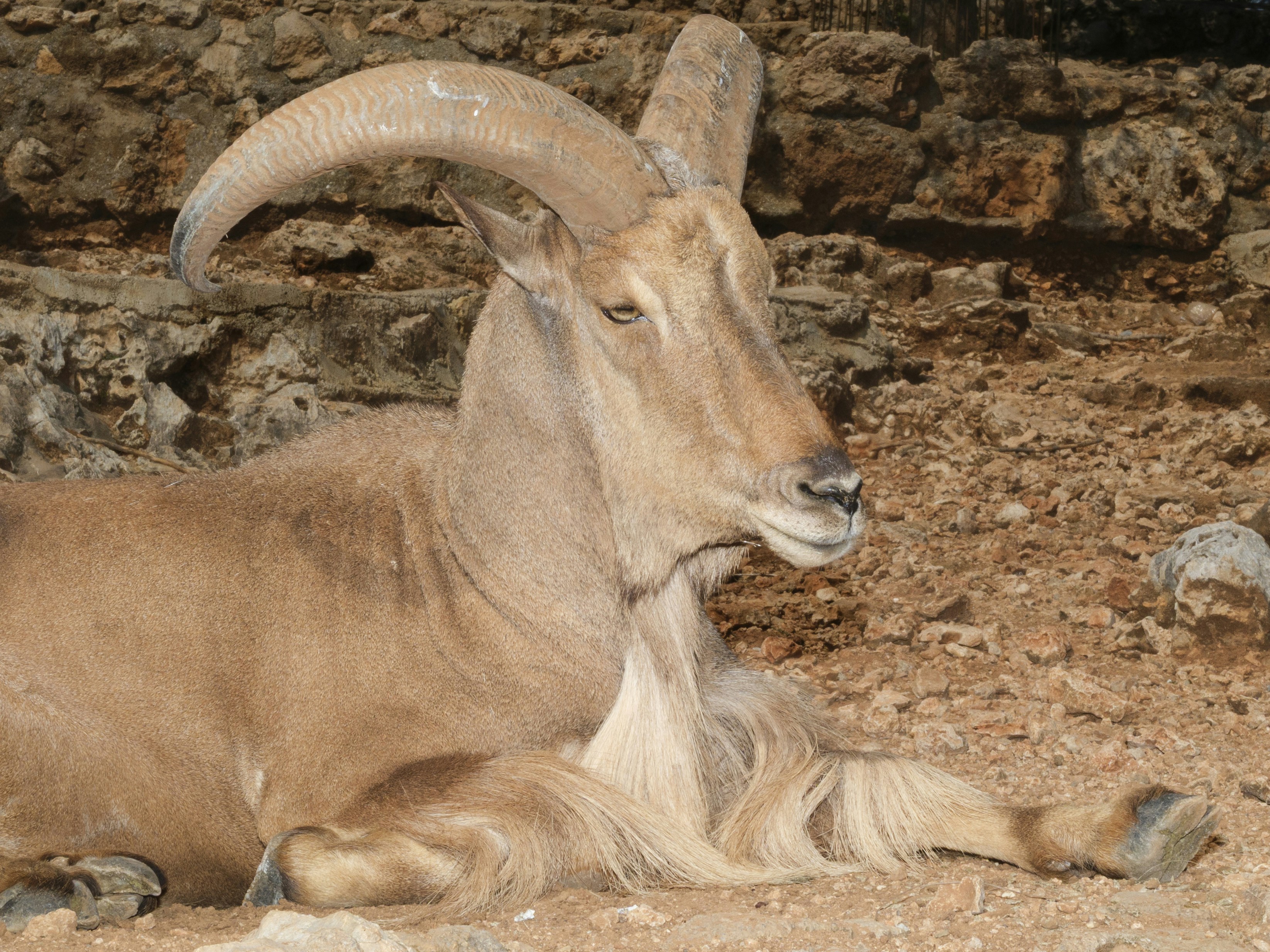 Sunlit Ram at Rest: Curved Horns and Quiet Gaze