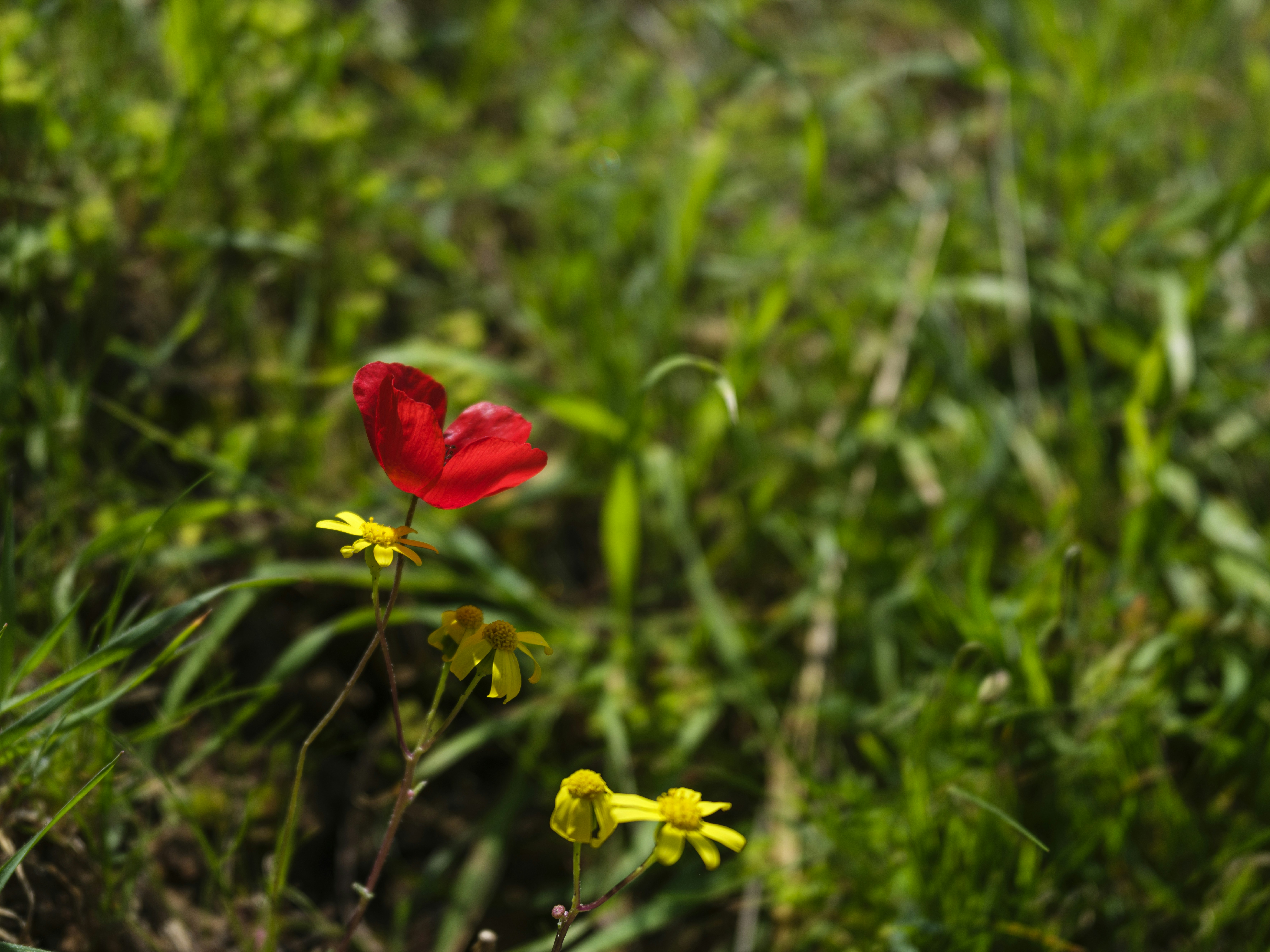 Red Petal Above Green Meadow