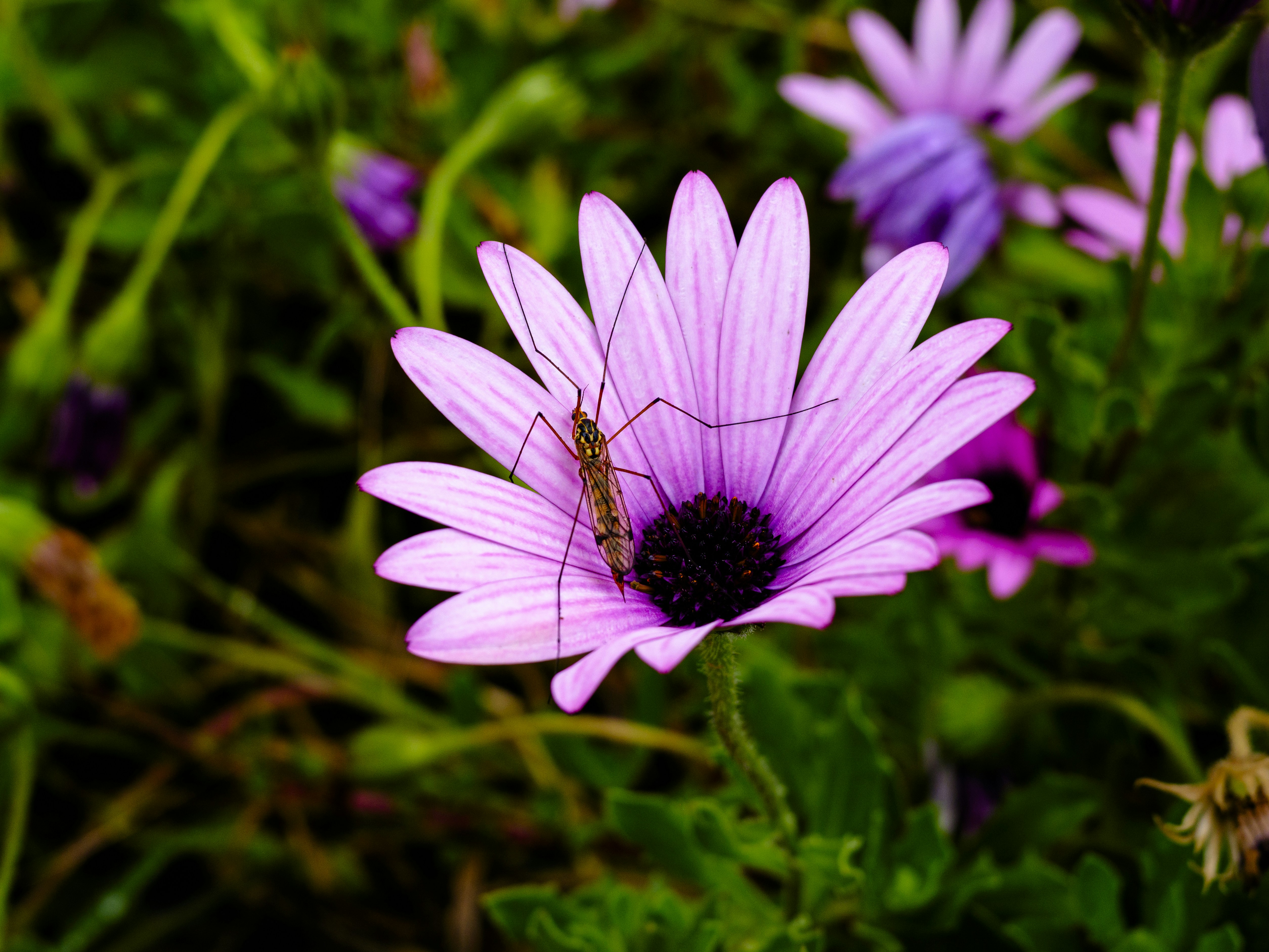 Macro Moment: A Pink Daisy with a Linelike Visitor