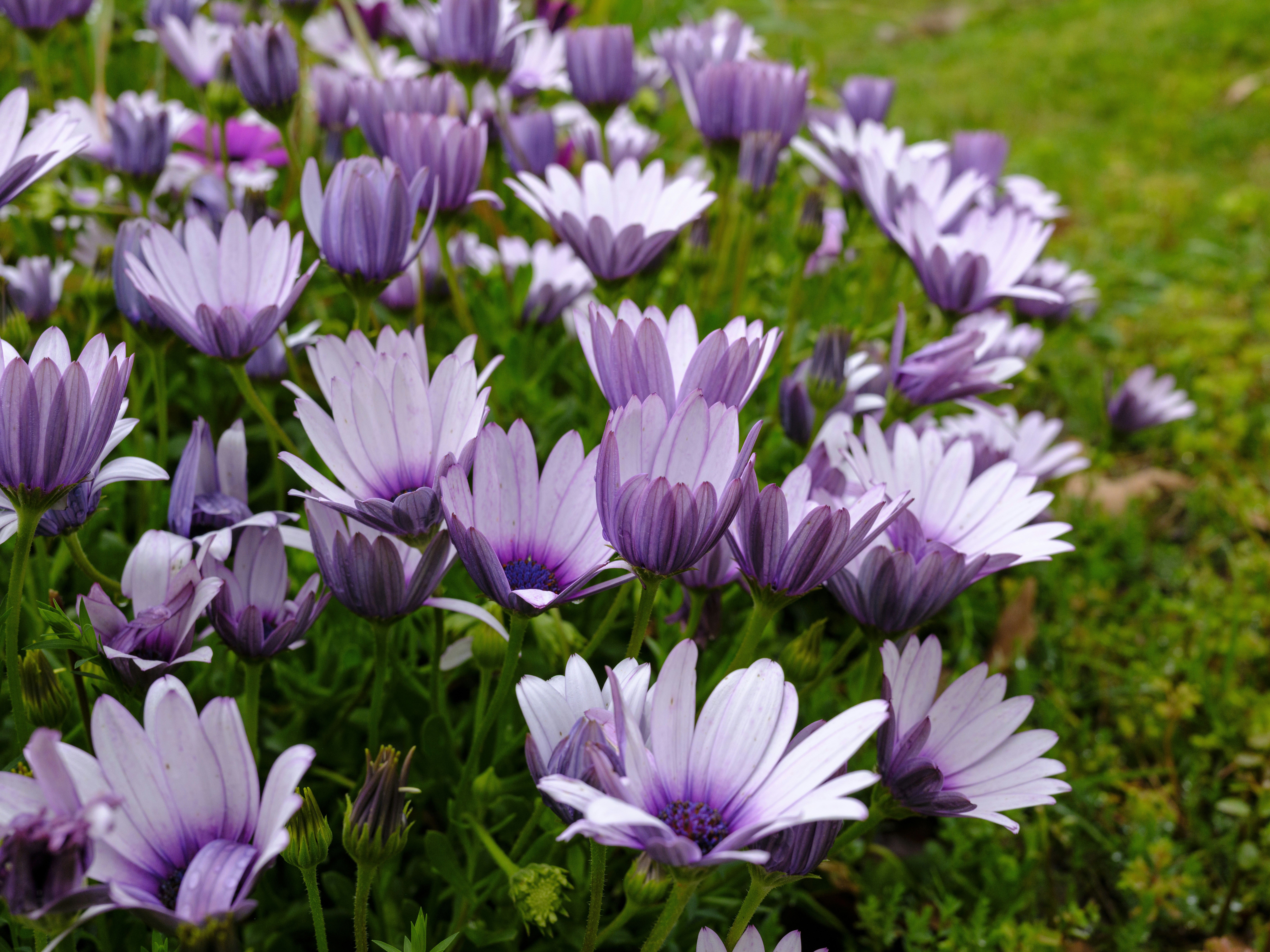 Lavender field of daisylike blooms—a sea of purple petals