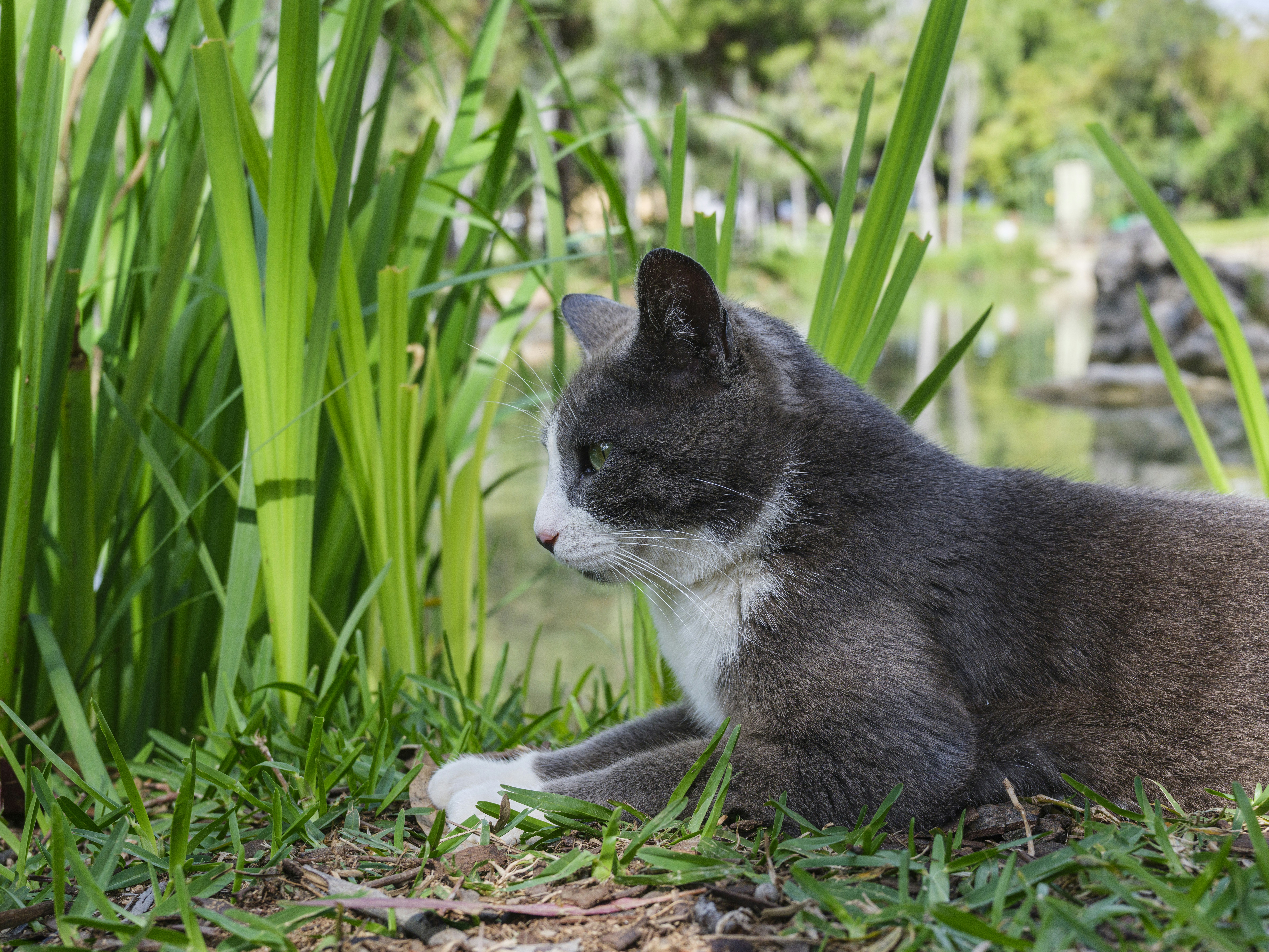 Lounge by the Reed Bed: A Gray-White Cat at Rest