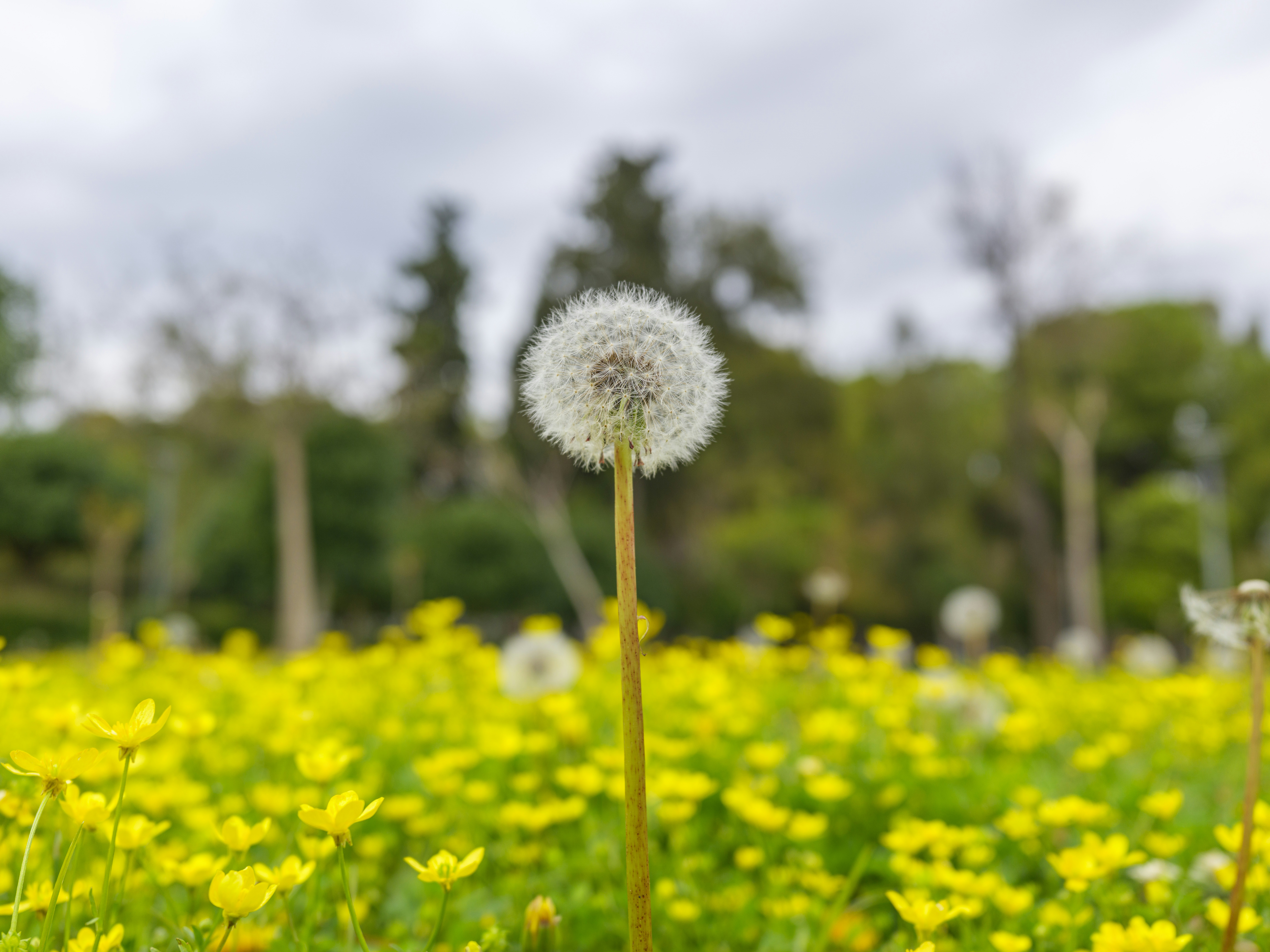 Dandelion Sentinel Above a Sea of Yellow