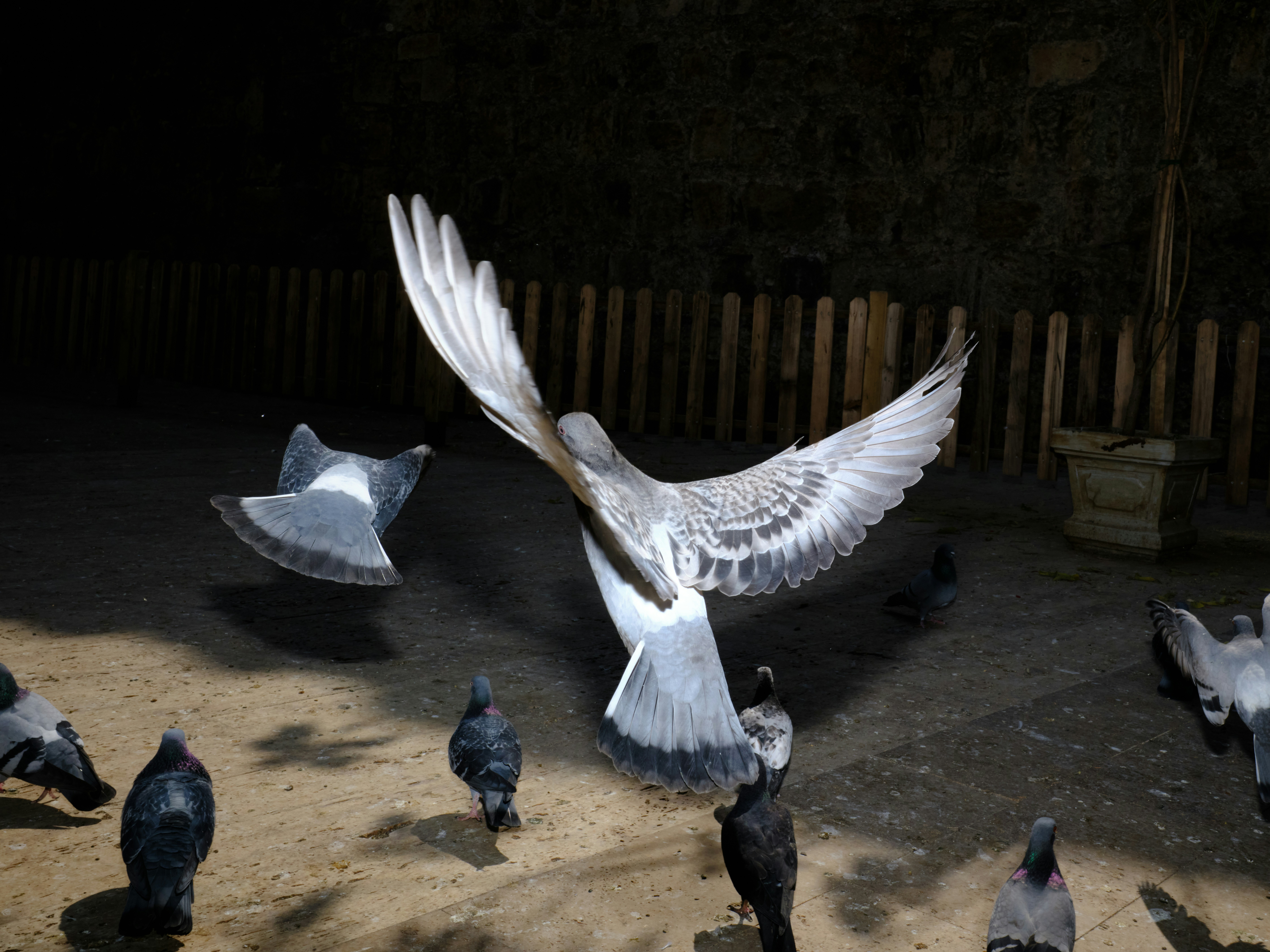 Winged Pause: A Pigeon Descent Over a Dusty Yard