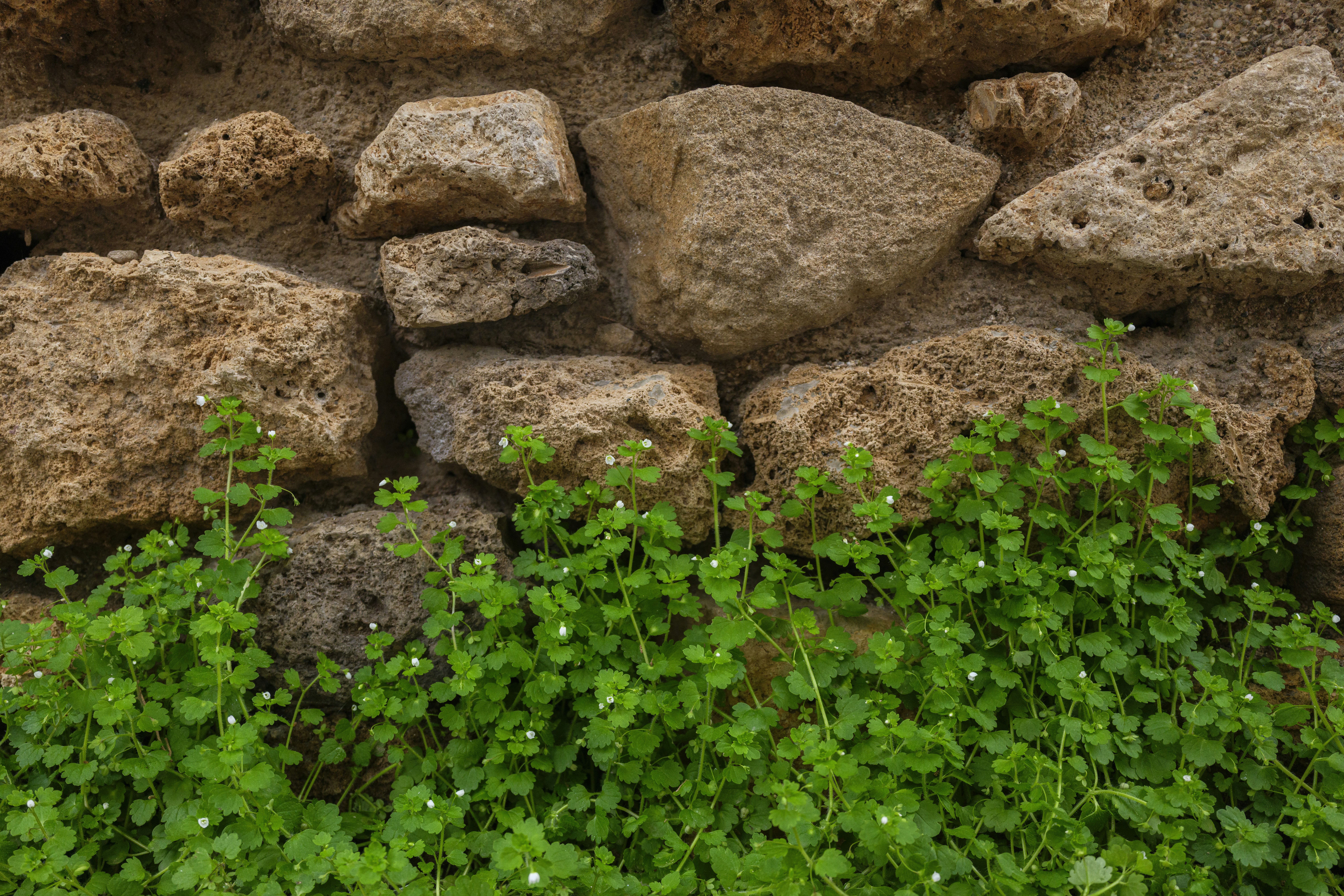 Green vines crowning a rugged stone wall