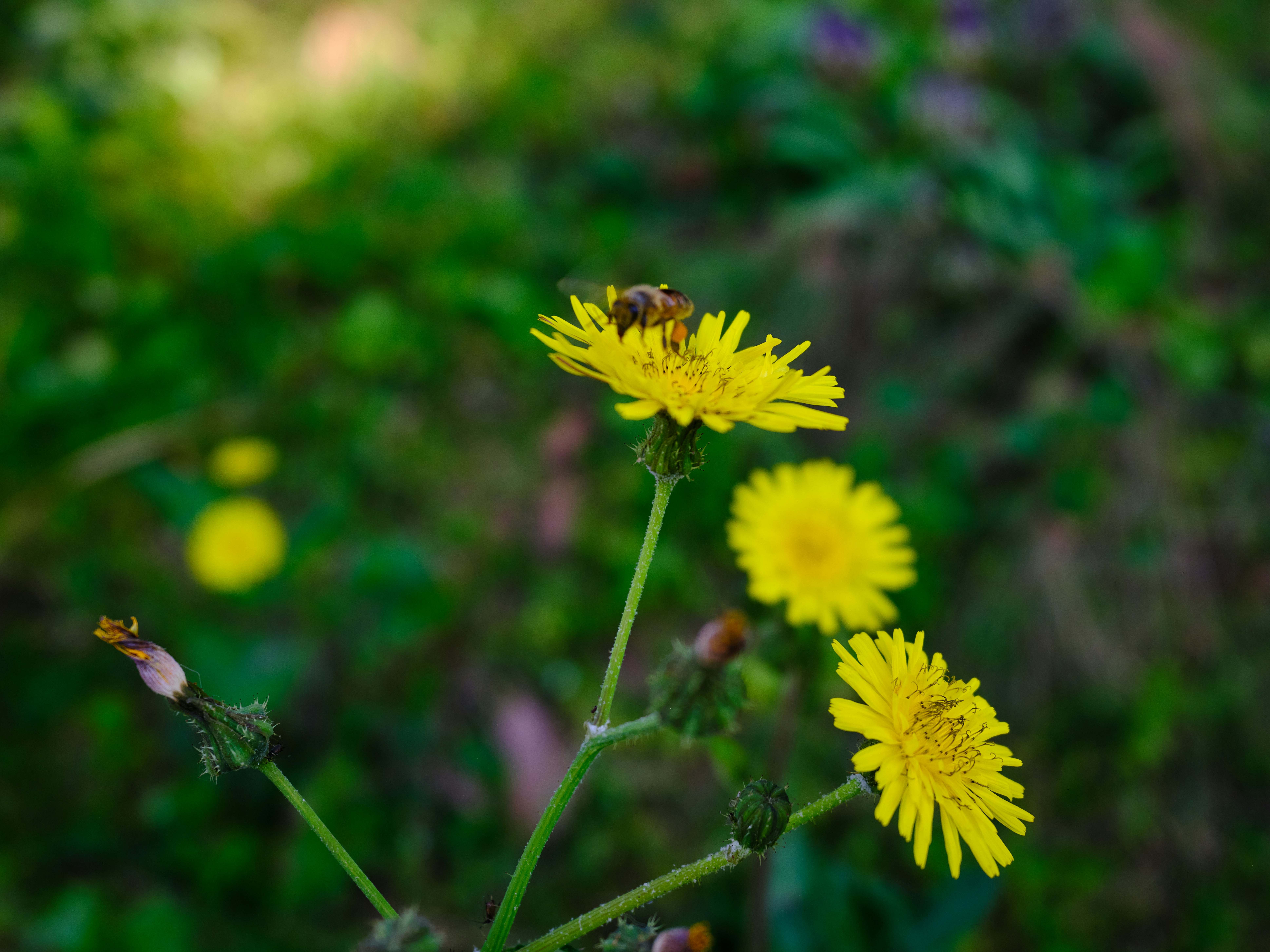 Bee on a Bright Dandelion: A Moment of Spring Pollination