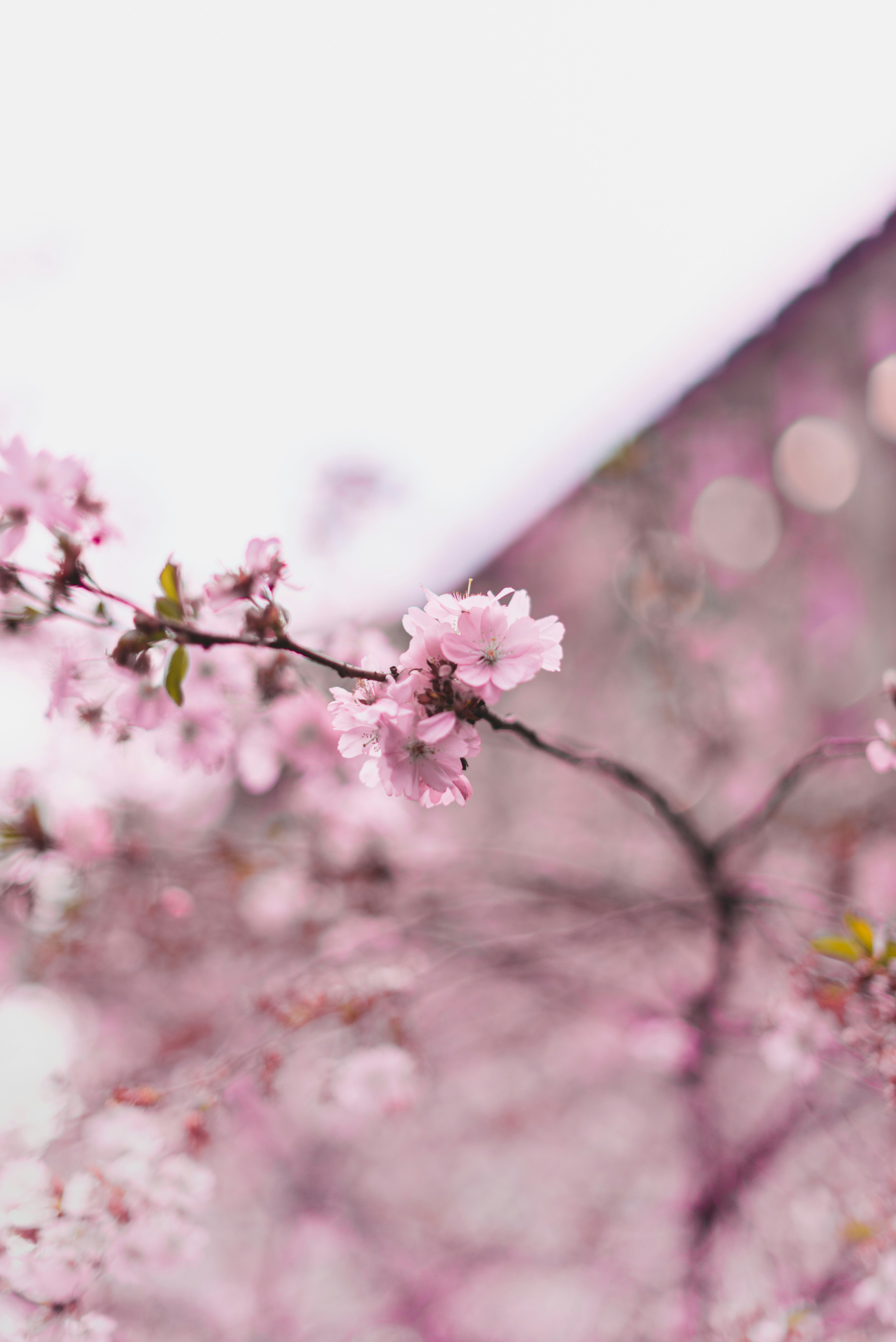 Blossom in Soft Focus: A Pink Petal Moment