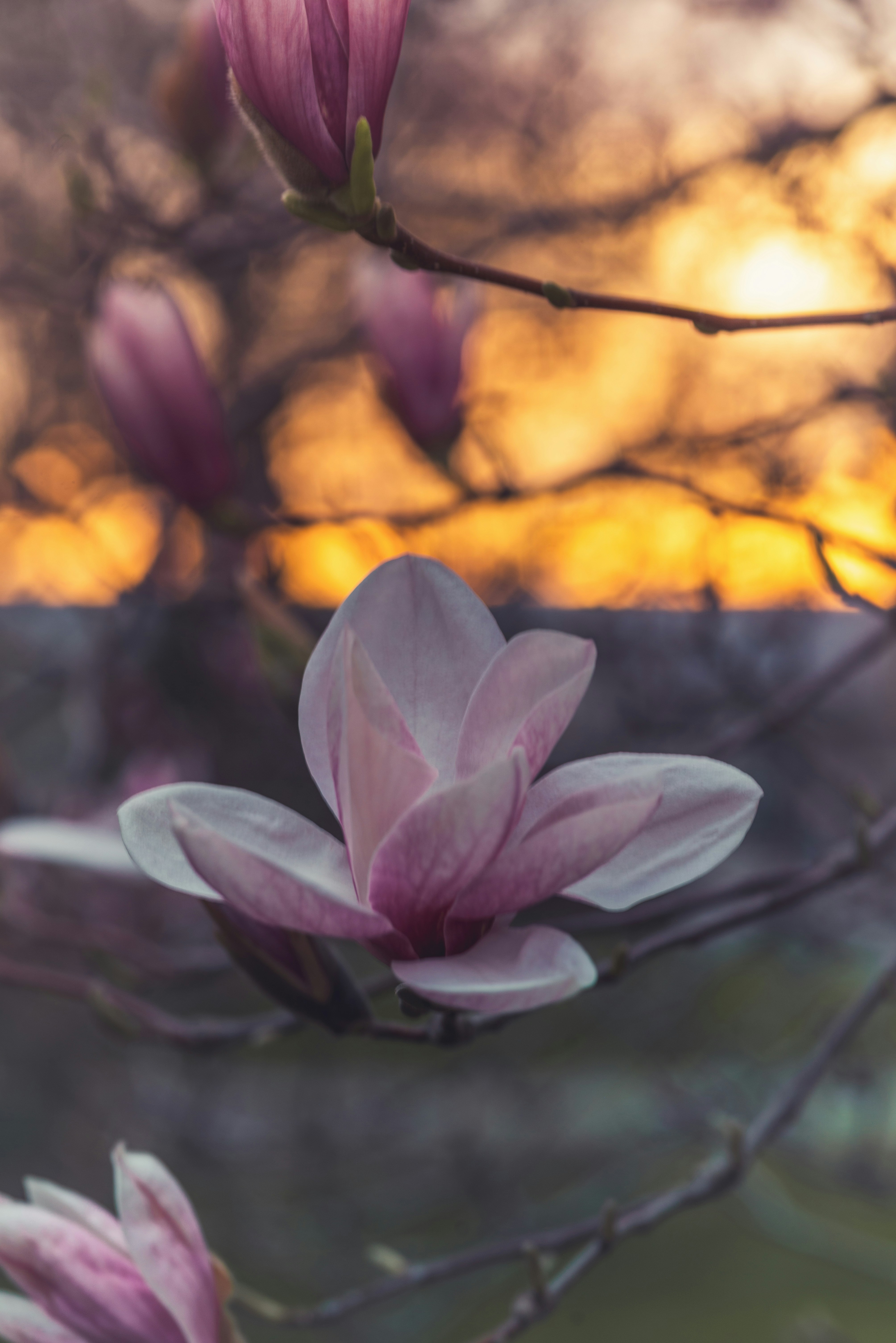 Magnolia Bloom in Twilight Glow