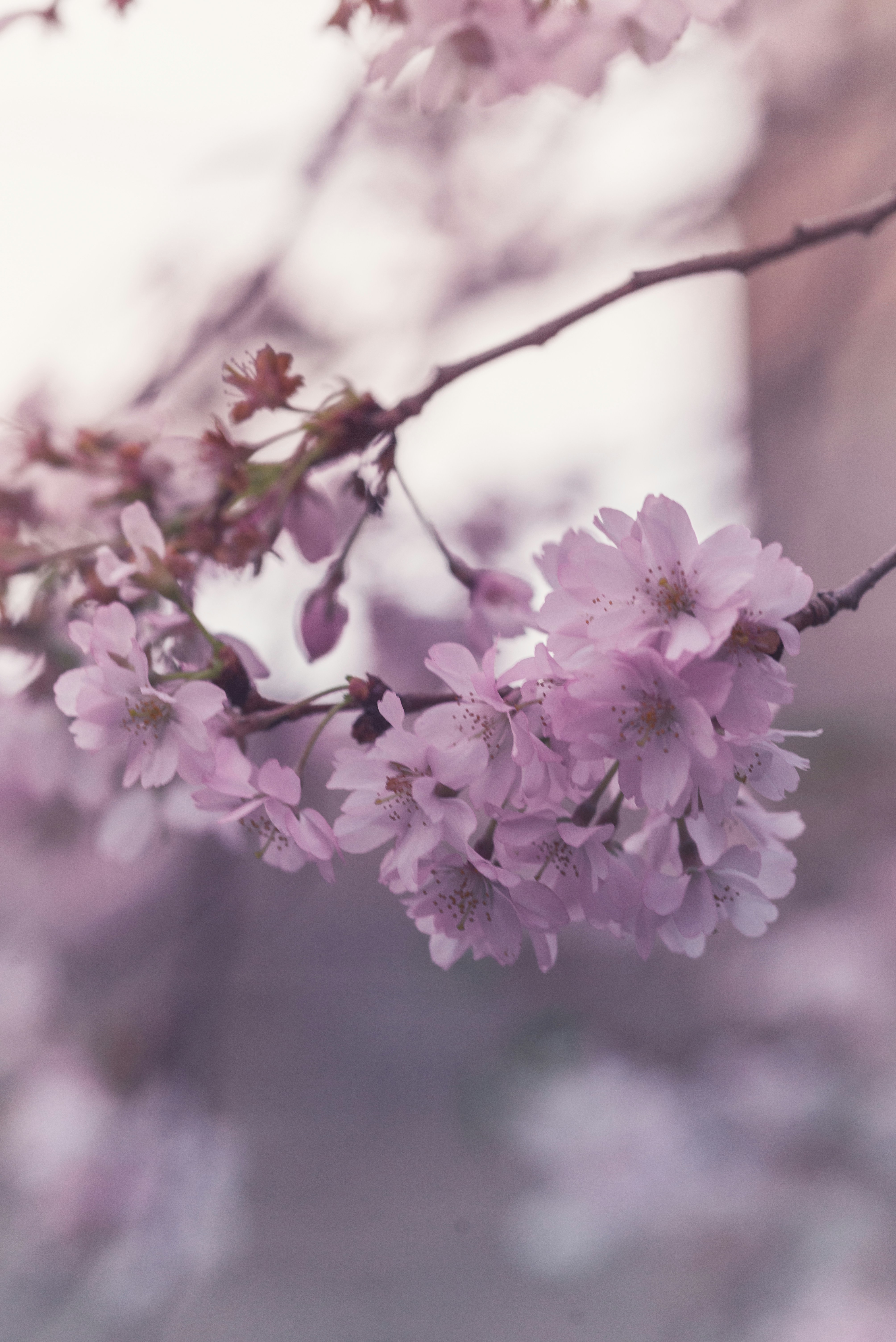 Blossoms in Soft Focus: A Gentle Spring Moment