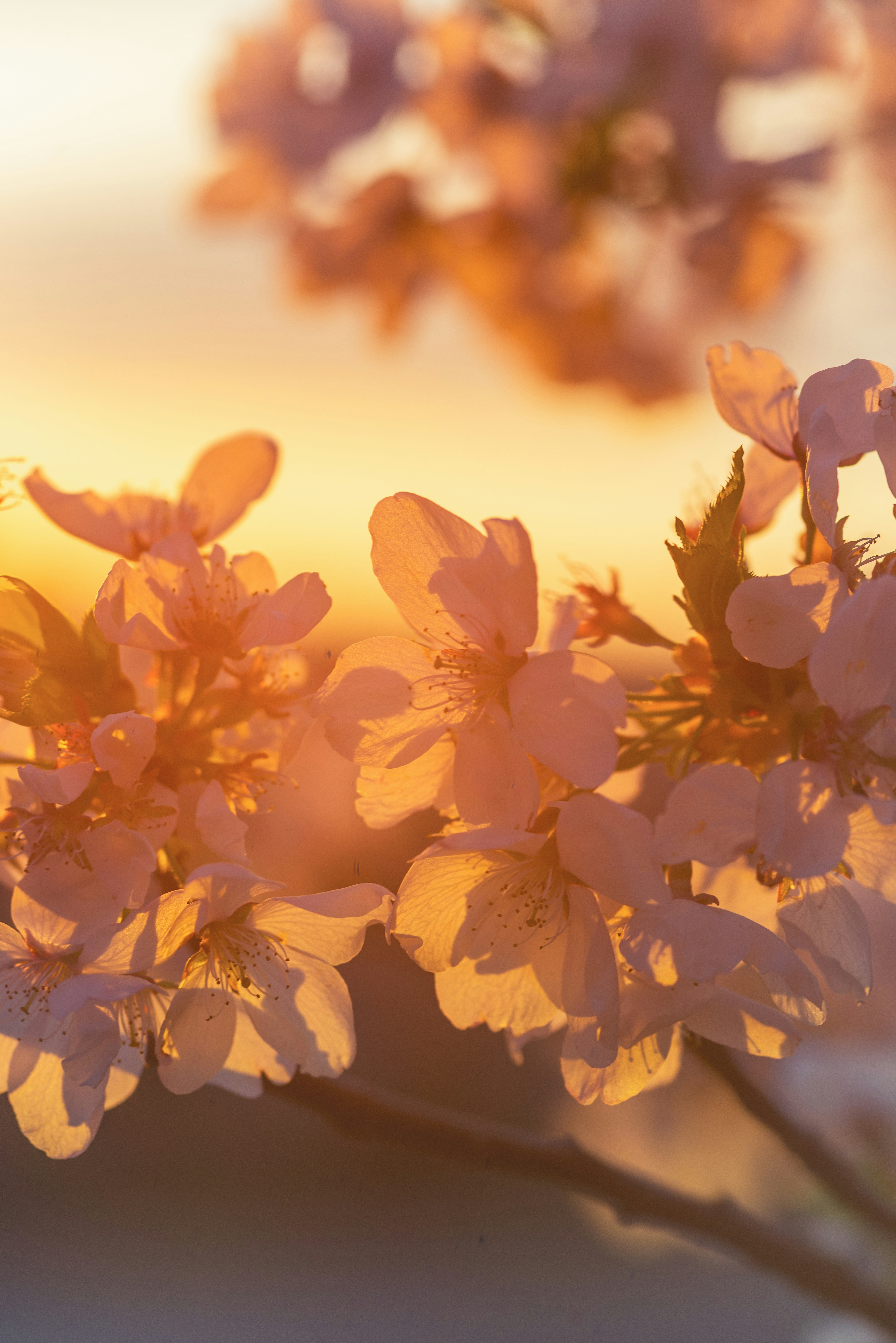 Golden Hour Bloom: Cherry Blossom Close-Up in Sunset Verve