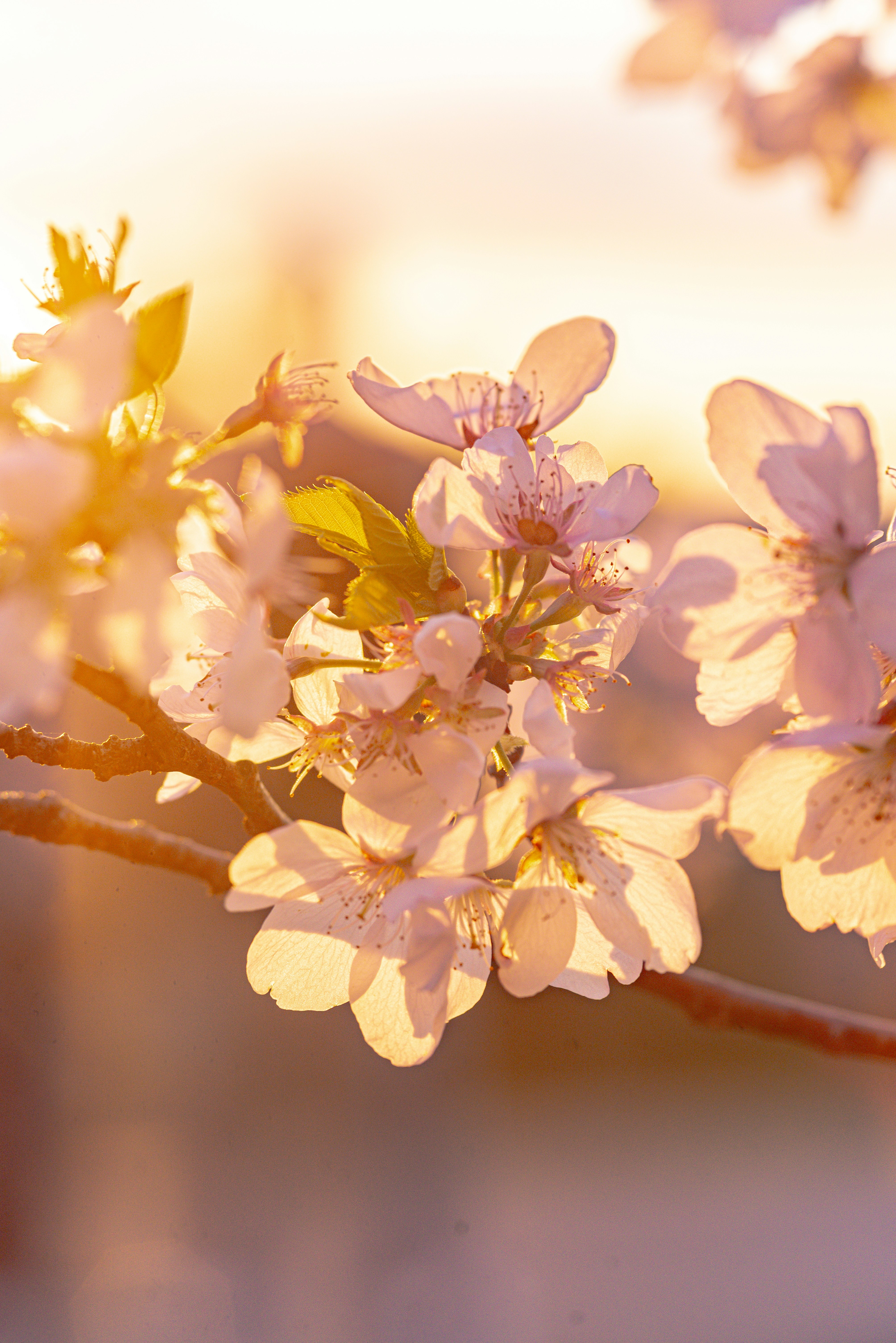 Sunlit Petals at Golden Hour