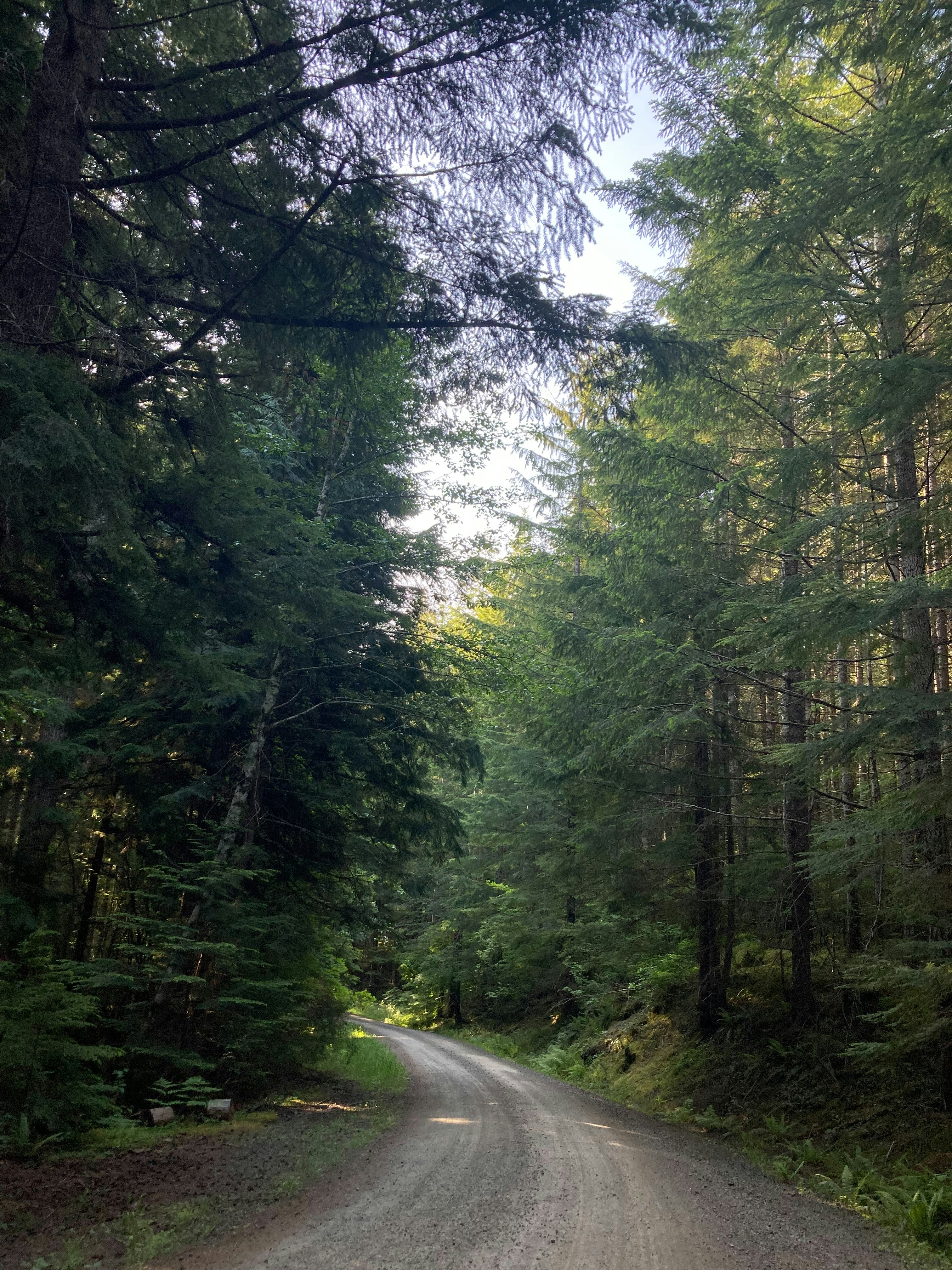 Forest Road Through Sunlit Pines