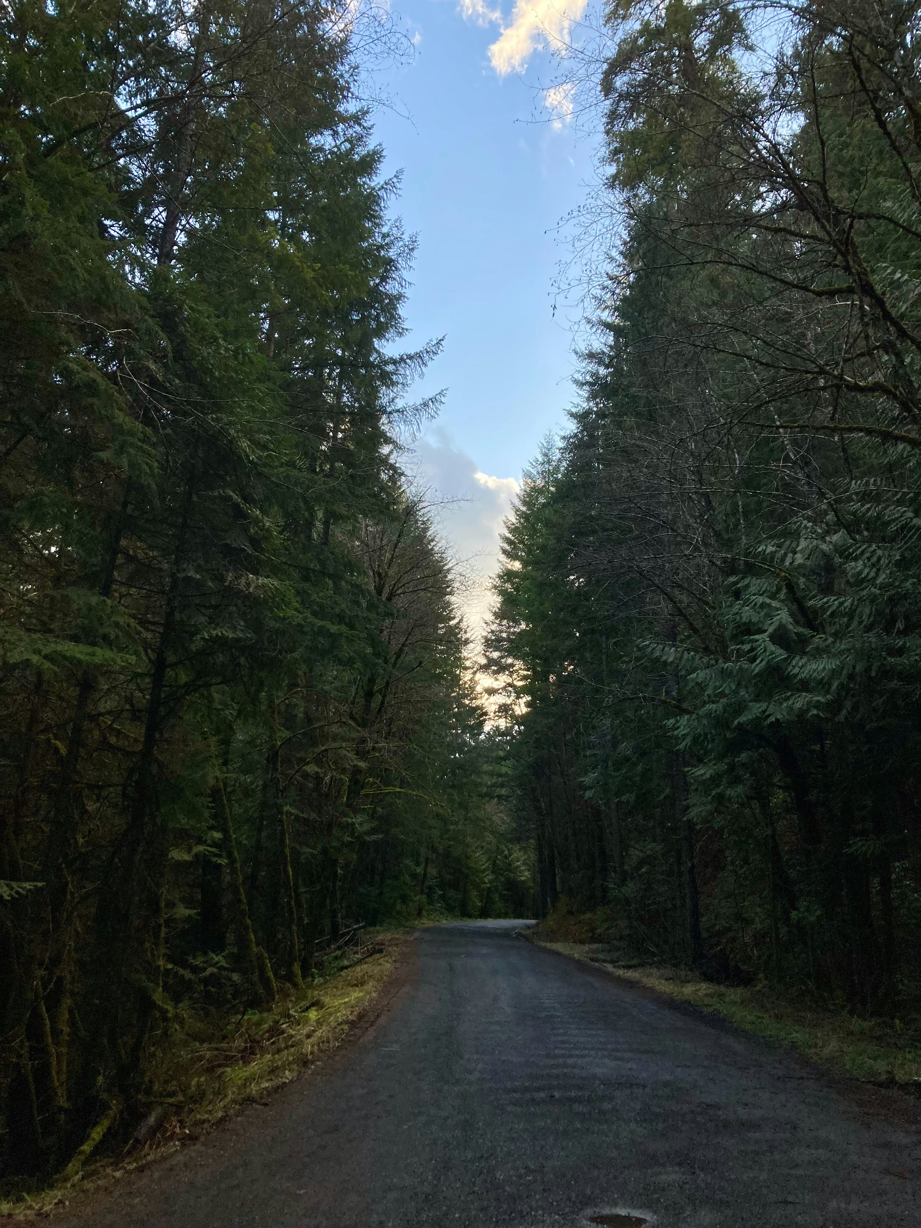 Endless Avenue Through the Quiet Pines