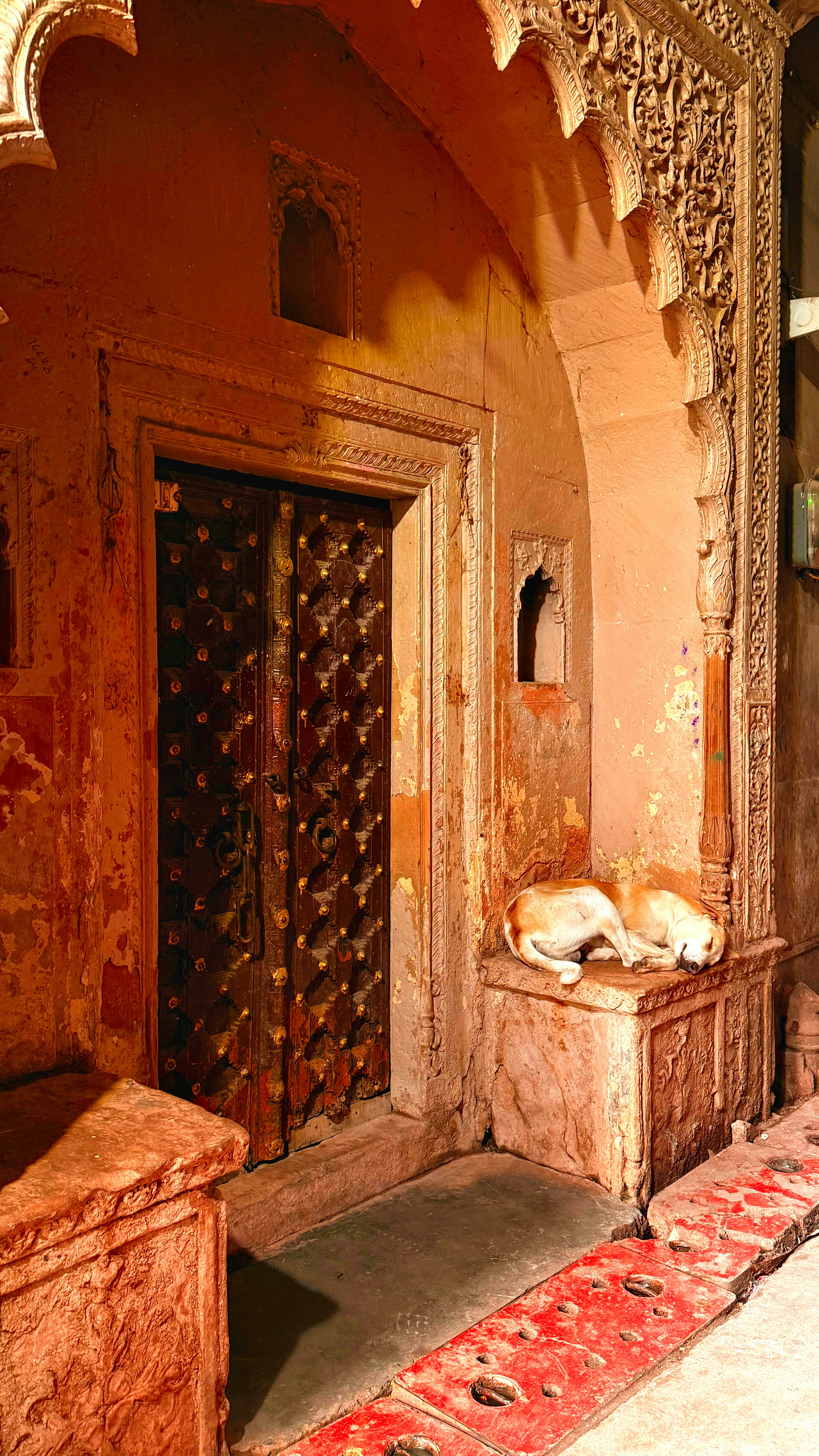 A peaceful street dog resting beside a beautifully carved historic doorway, blending heritage architecture with everyday life in India.